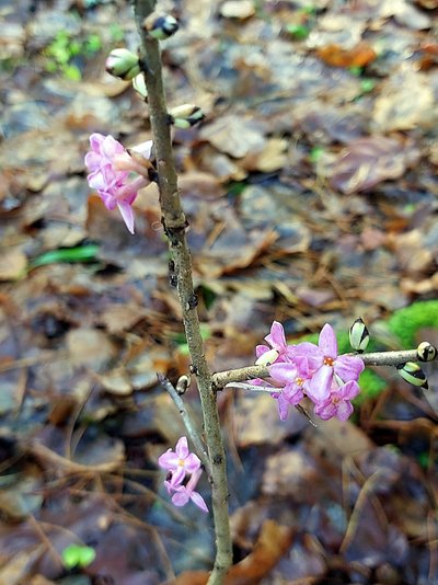 Pražydo nuodingiausiu tituluojamas Lietuvos augalas - Delfi grynas