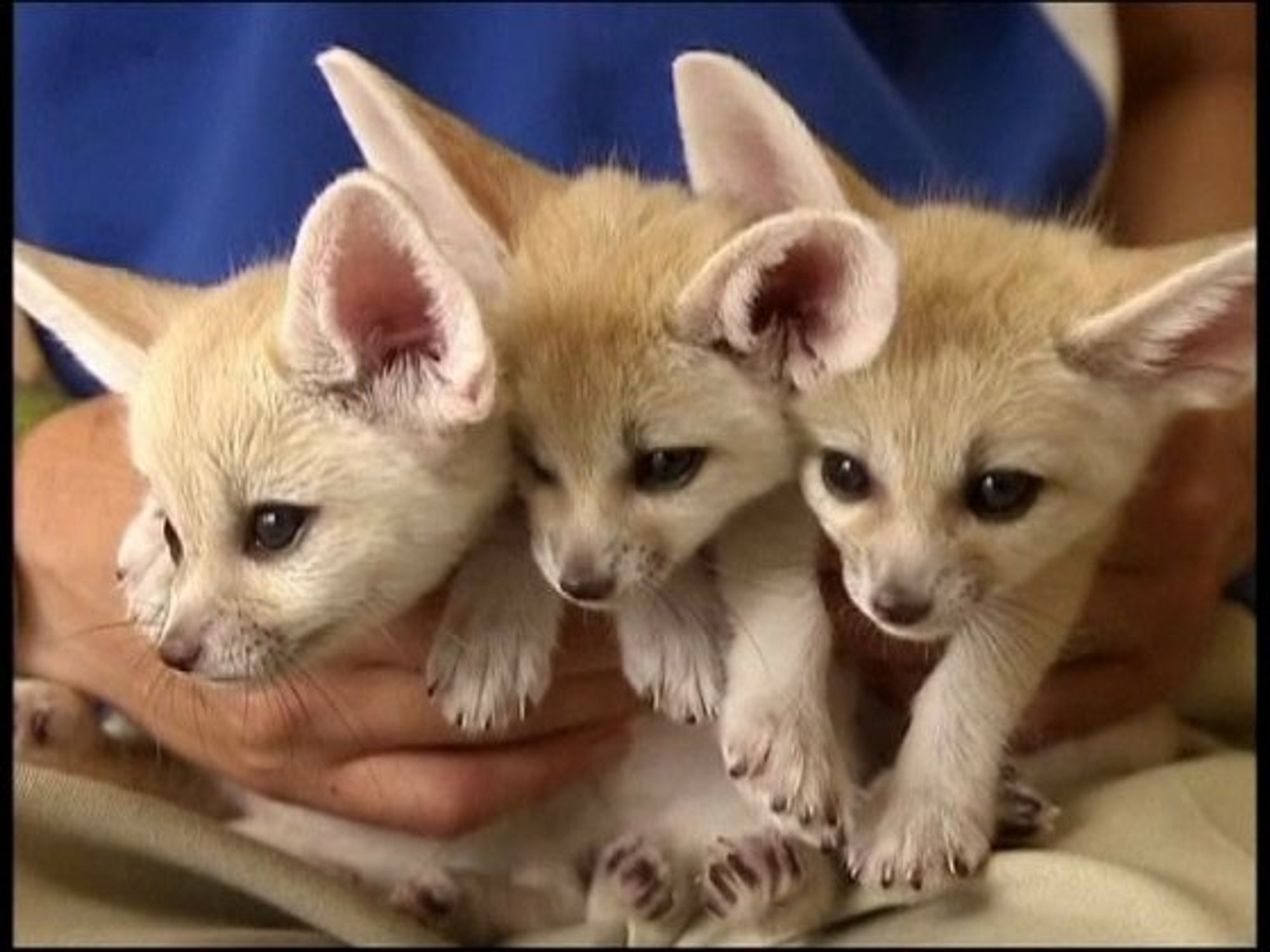 Feneko lapės jaunikliai pradžiugino Japonijos zoologijos sodo ...