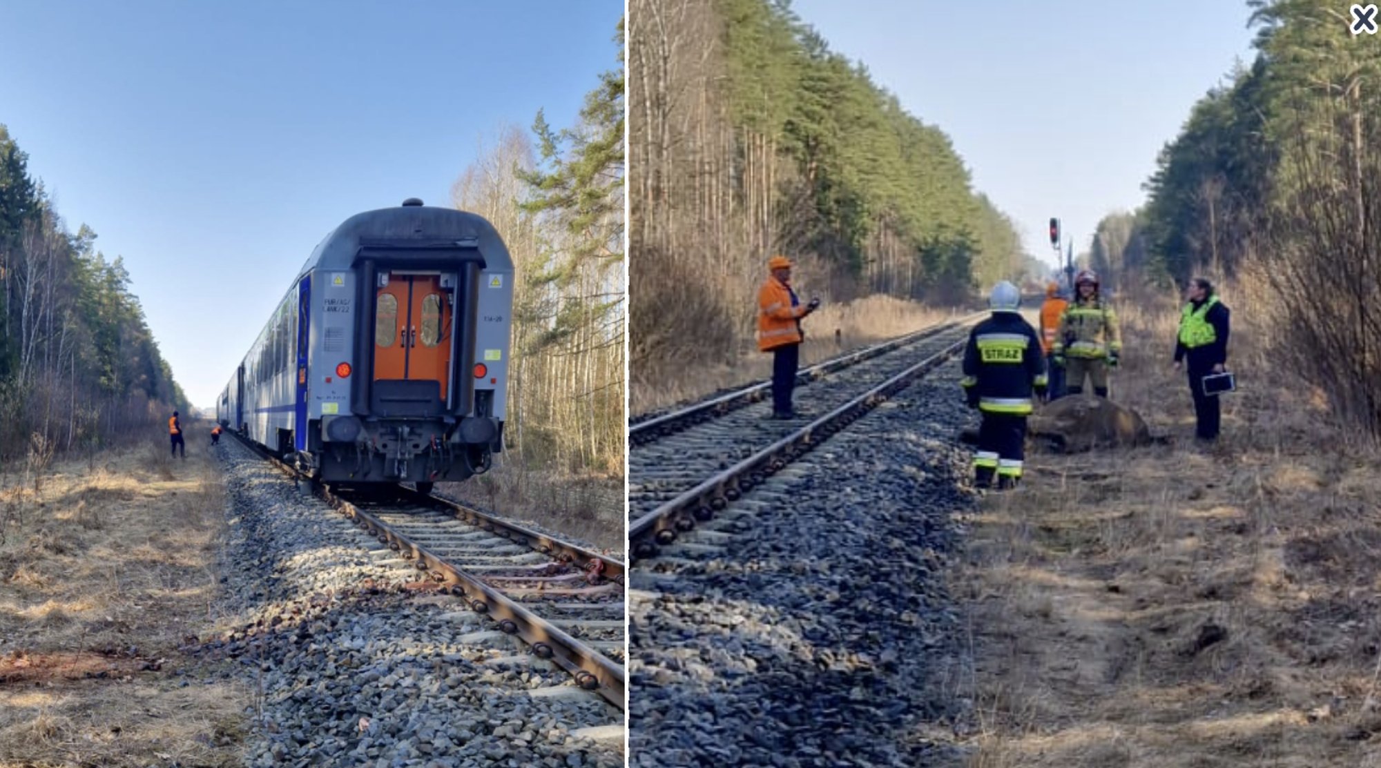 Avarija Lenkijoje – traukinys rėžėsi į stumbrų bandą - Delfi