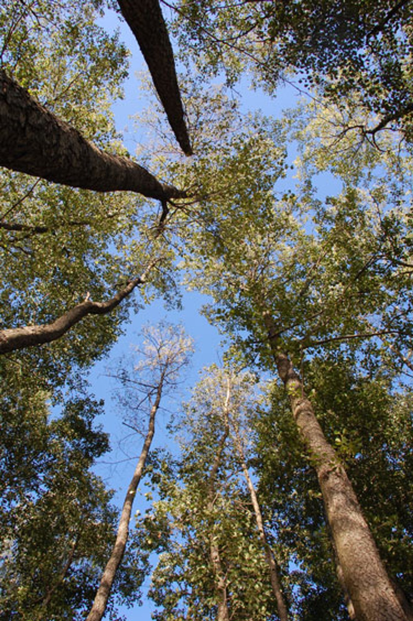 Ruduo – aplinkos apželdinimo metas - Delfi agro