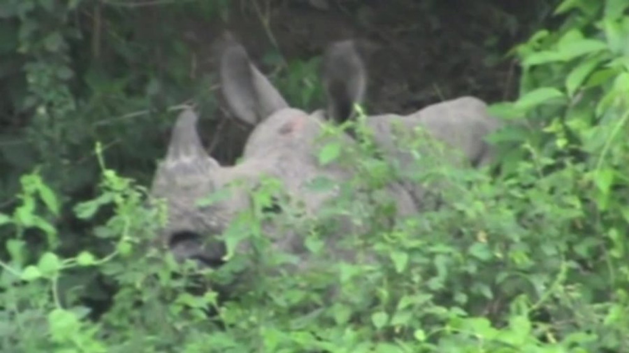 Nepale raganosis pražudė vieną ir sužeidė 7 žmones - Delfi video