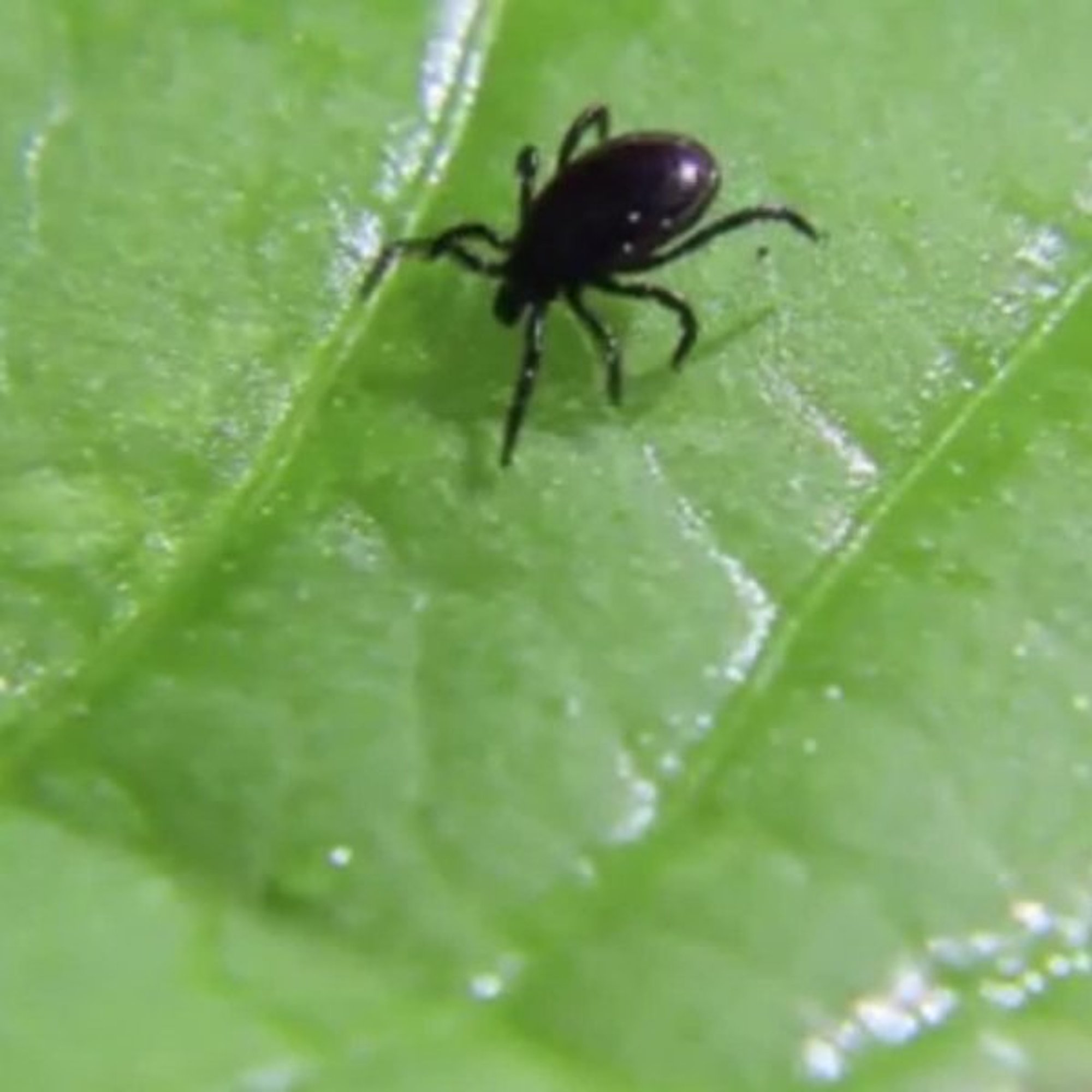 Laimo liga – atrodo nekalta, tačiau į ligos patalą gali paguldyti ir ...