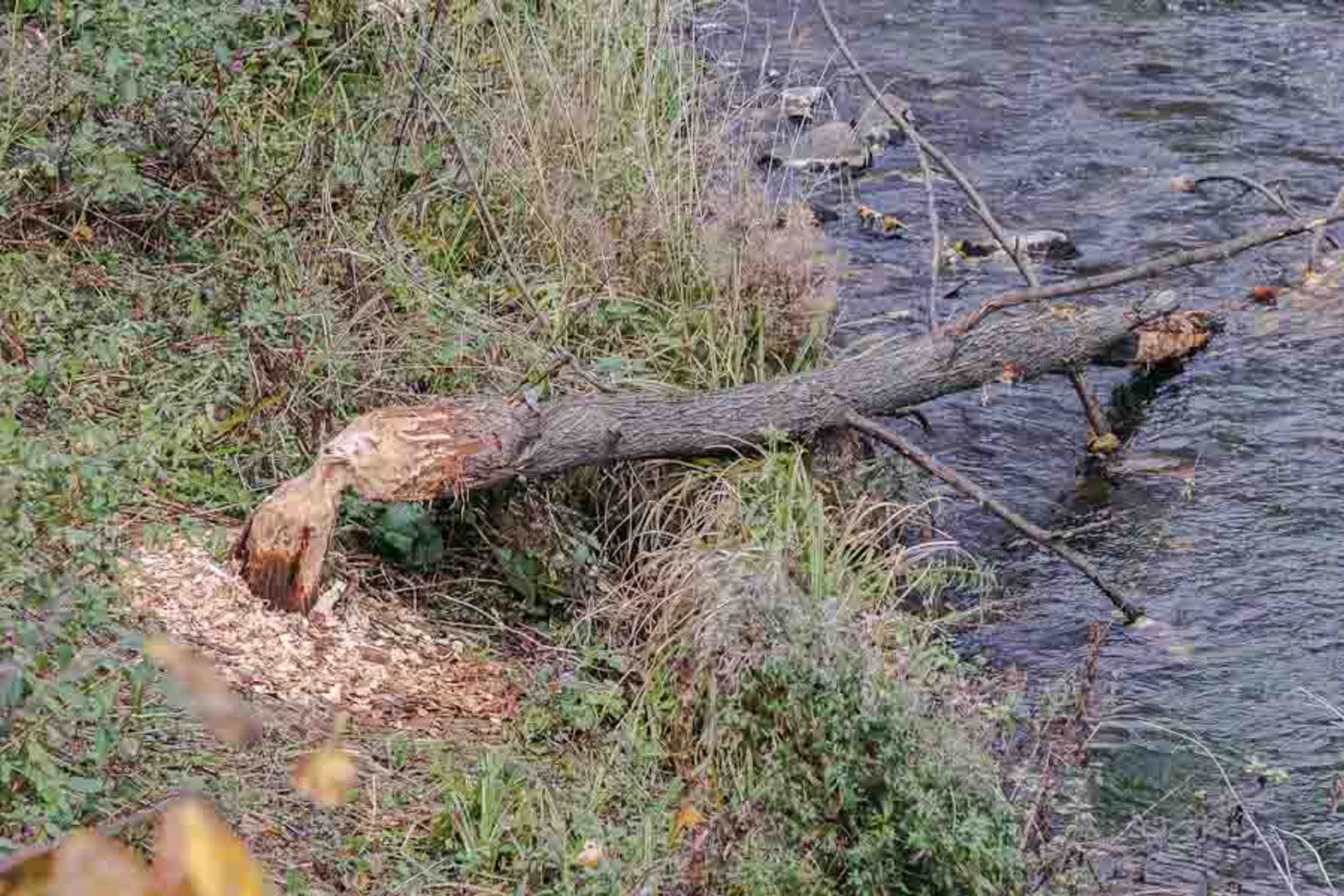 Skaitytojų akimis. Vilniaus pakrantėse karaliauja bebrai - Delfi grynas