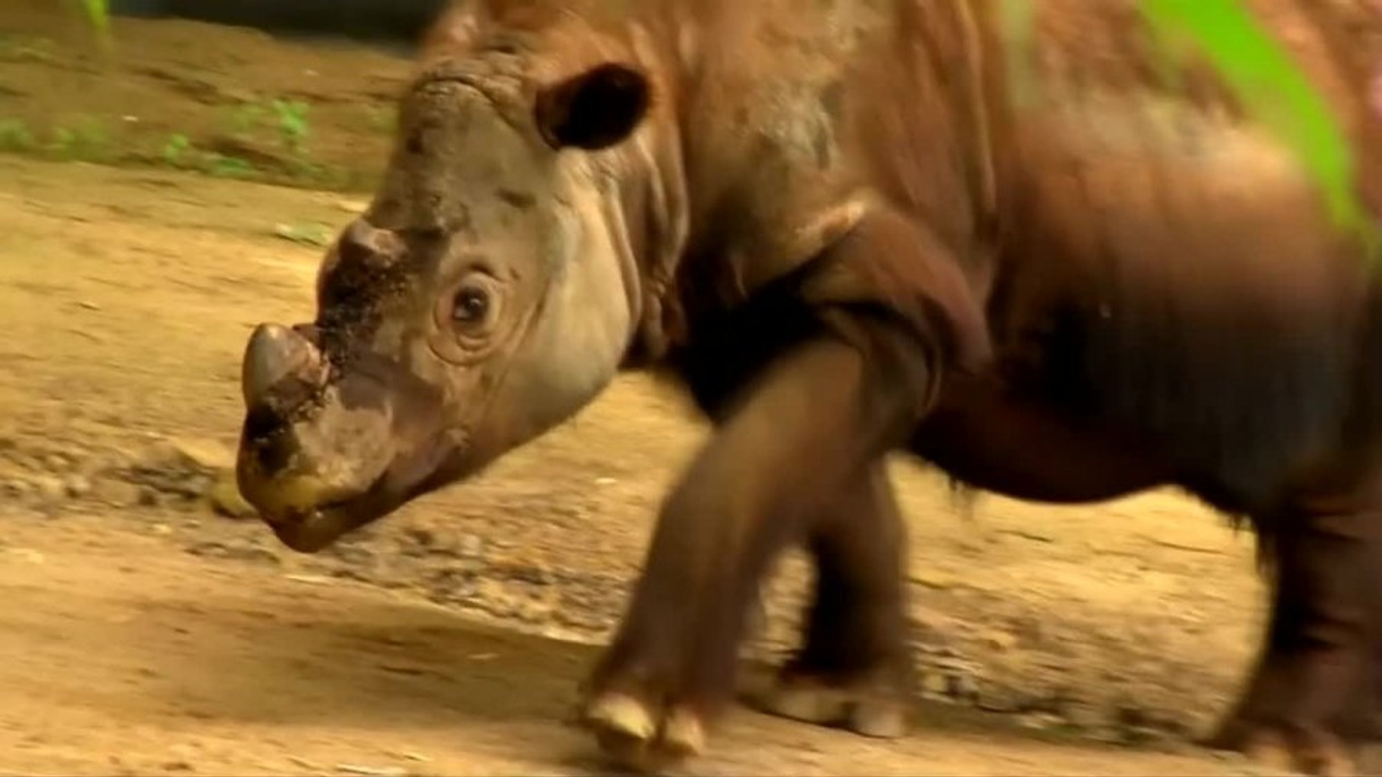 Vienintelis JAV gyvenantis Sumatros raganosis poruosis Indonezijoje ...