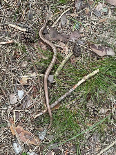 Gluodenas Palangoje: ar pavojingas? - Delfi vasara