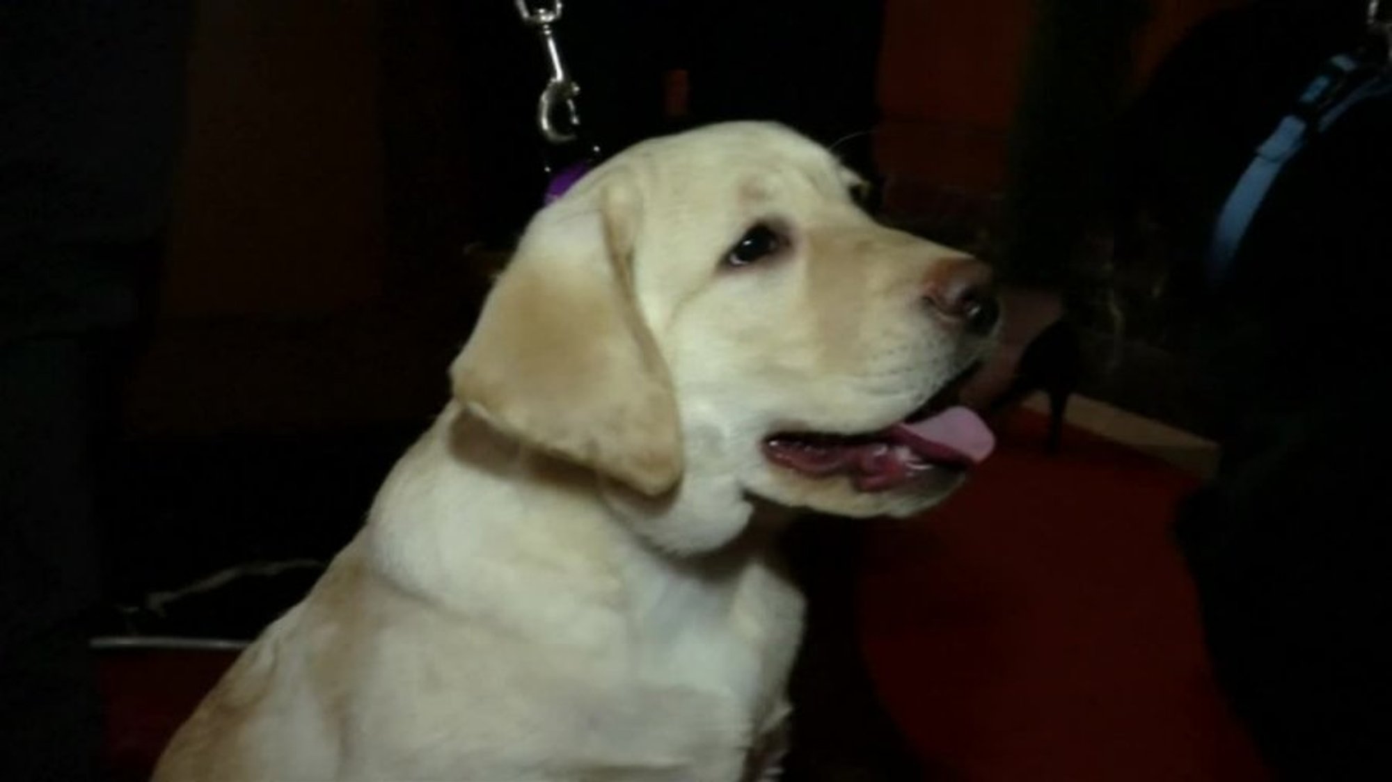 Populiariausių šunų dešimtuko pirmoje vietoje - Labradoro retriveris ...