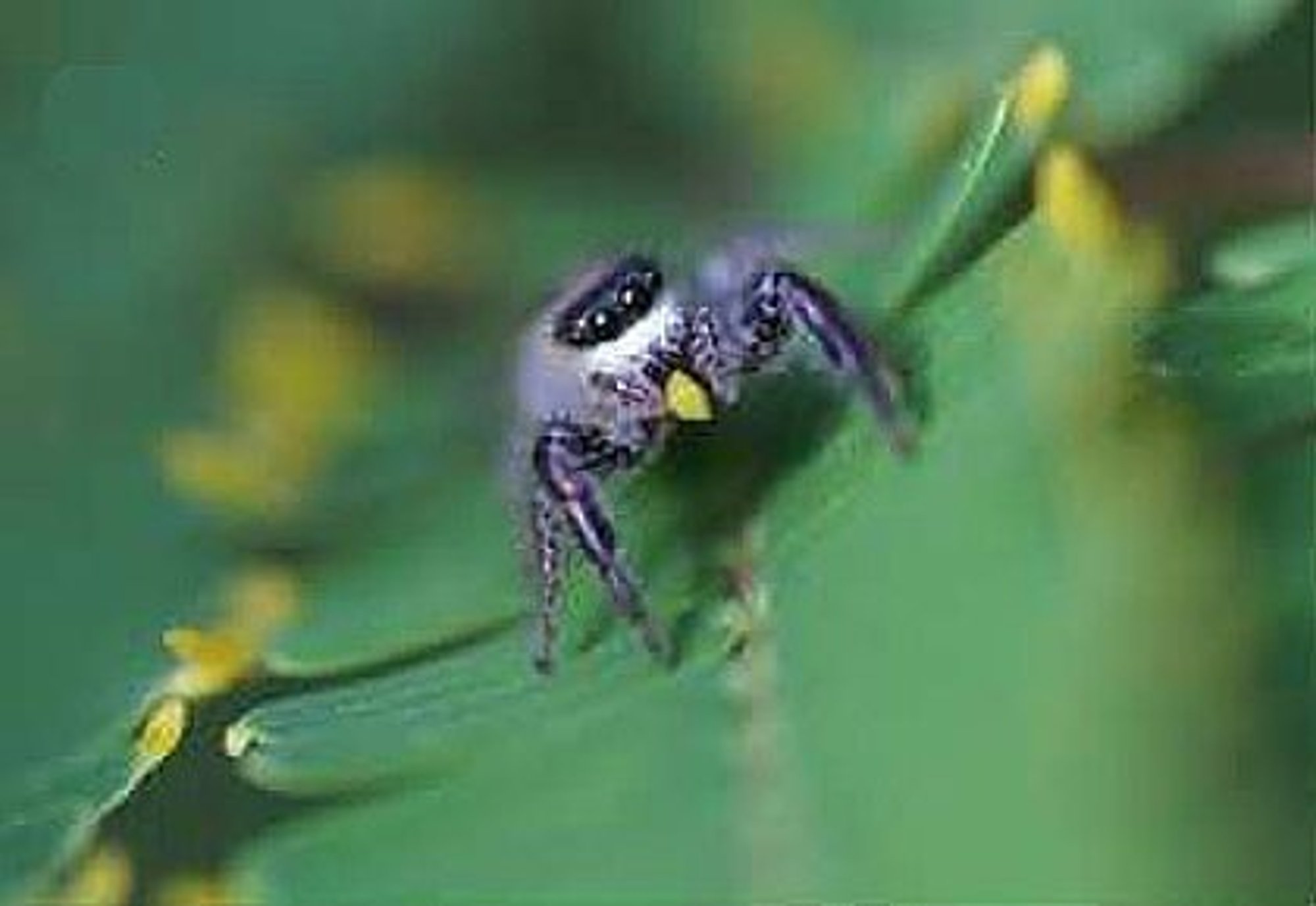 Voras vegetaras maitinasi akacijomis - Delfi grynas