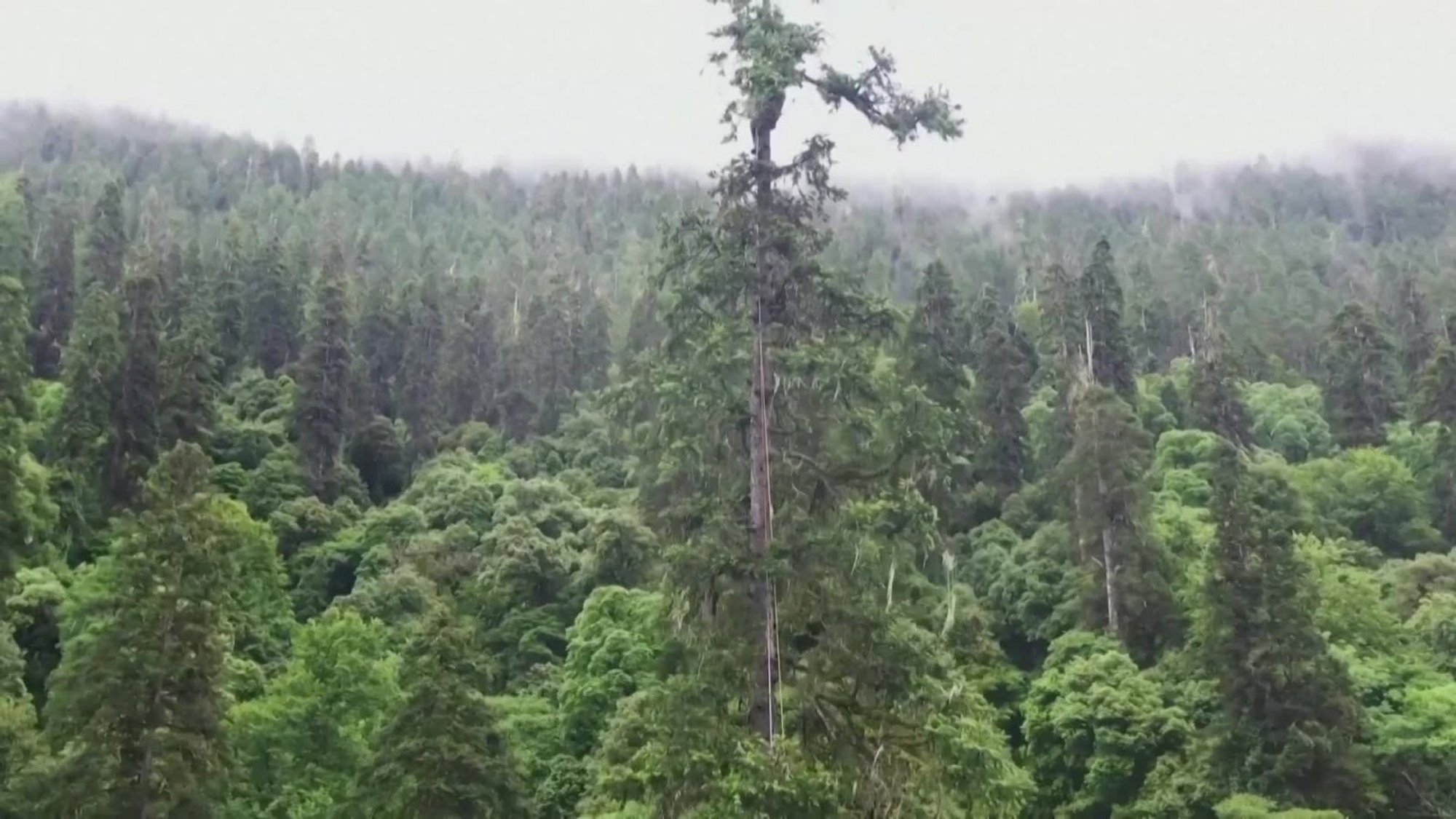 Aukščiausias Kinijos medis auga Tibete - Delfi TV