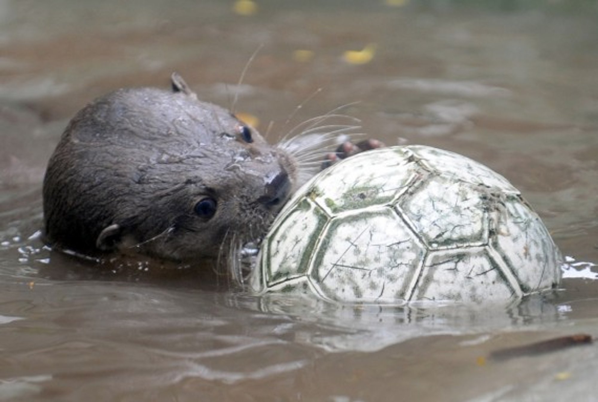 Ruoniai gali aptikti „nematomus“ žuvų pėdsakus - Delfi grynas