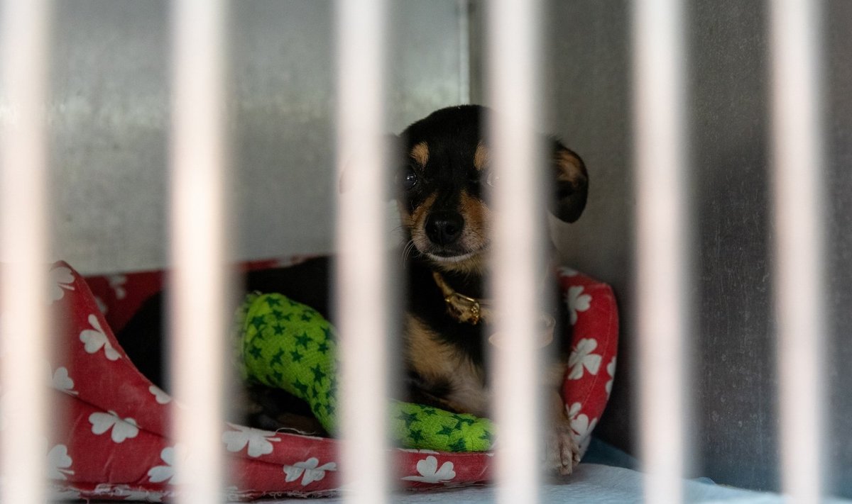 VMVT konfiskavo gyvūnus dėl prieglaudos pažeidimų - Letena.lt