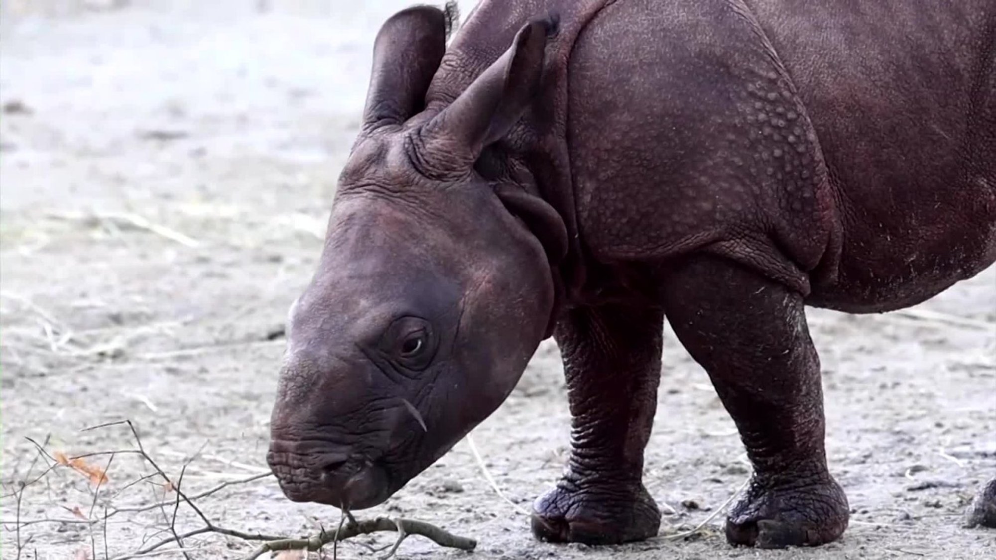 Kas 16 valandų nuo brakonierių rankos žūsta vienas raganosis - Delfi TV