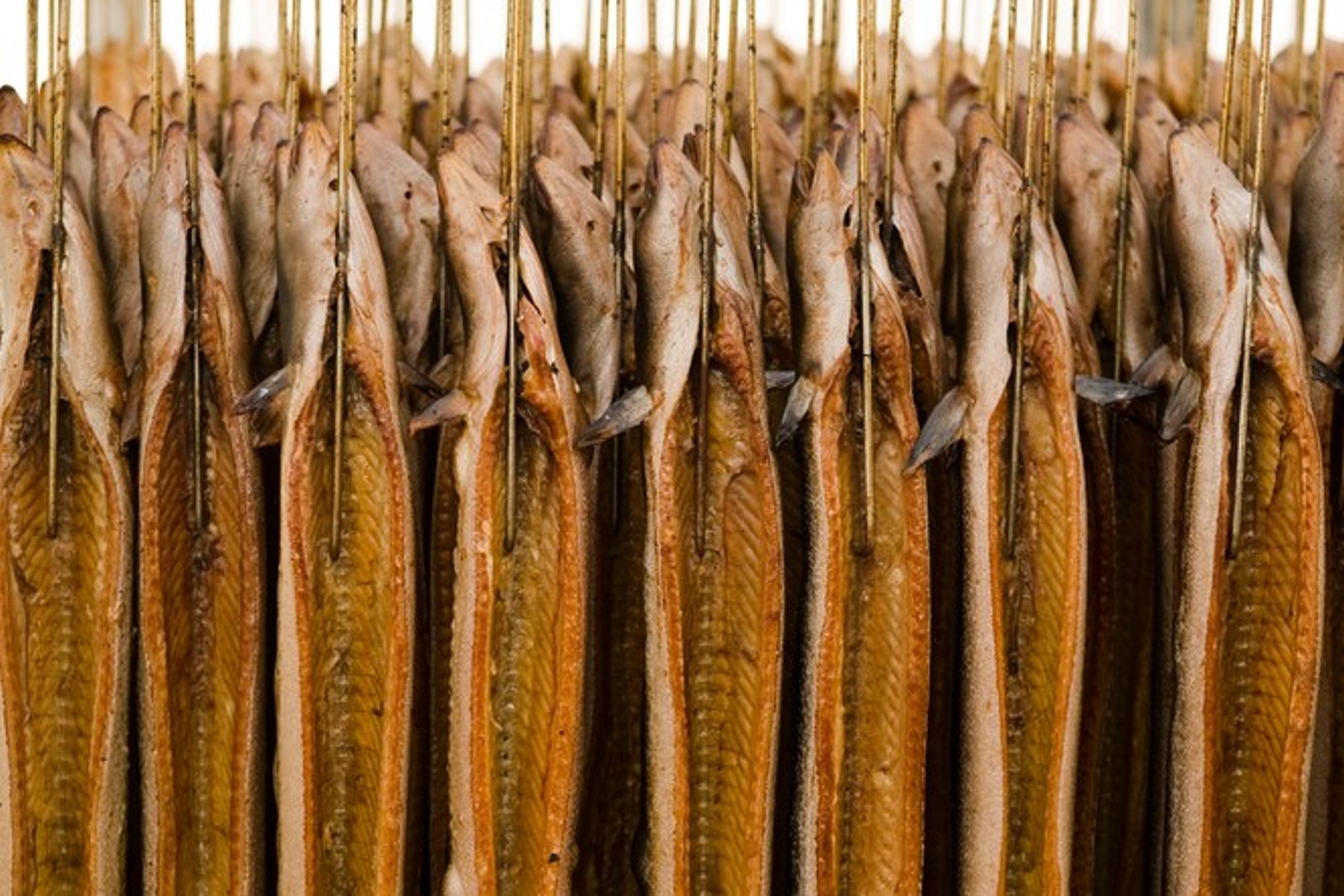 Ungurys. Anguilla anguilla - Delfi grynas