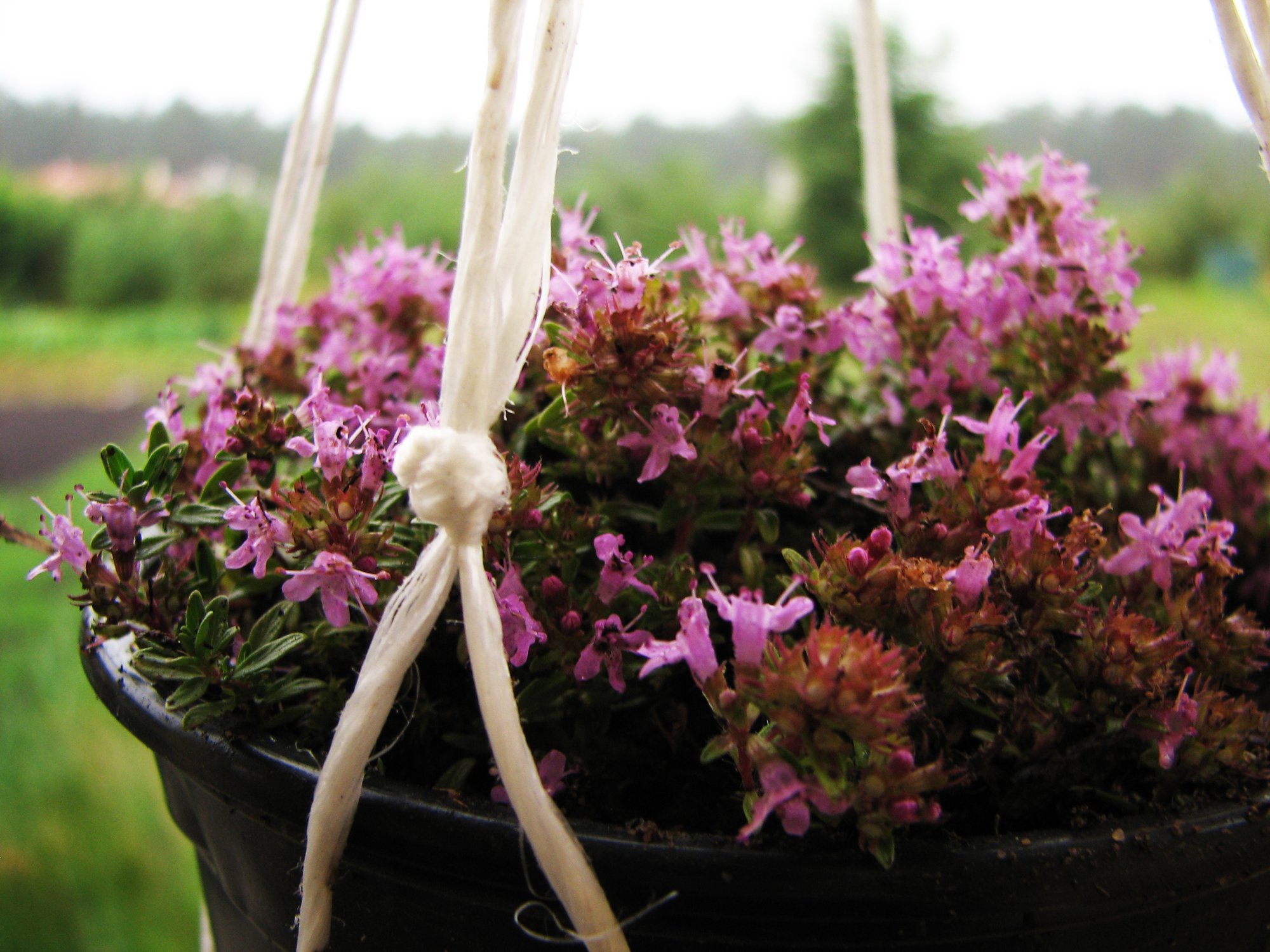 Perdirbk pats: kabantis žalumynų vazonas iš antrinių žaliavų - Delfi grynas