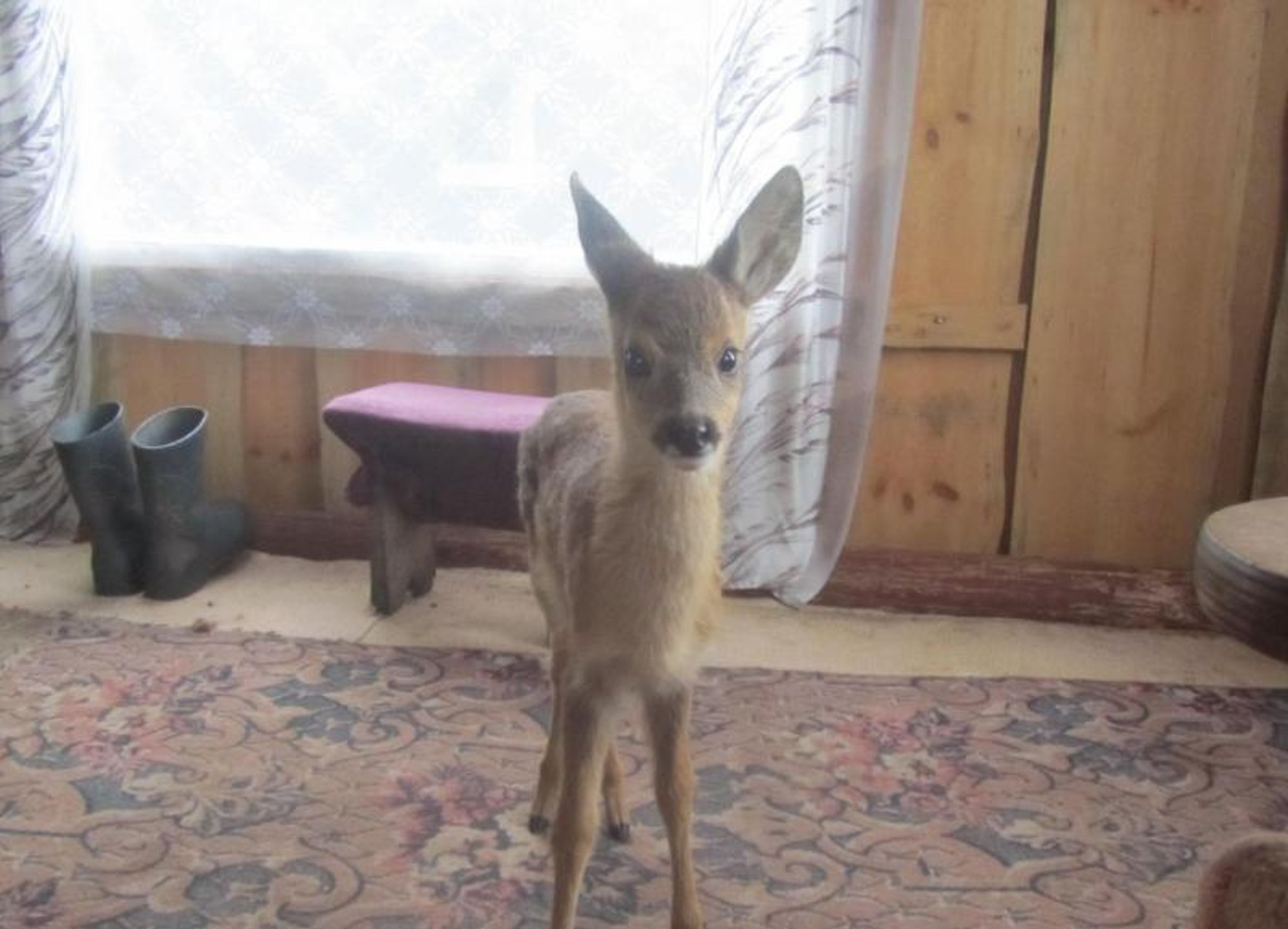 Kaimo gyventojai šokiruoti: elektrėniškis vedžiojo stirniuką už ...