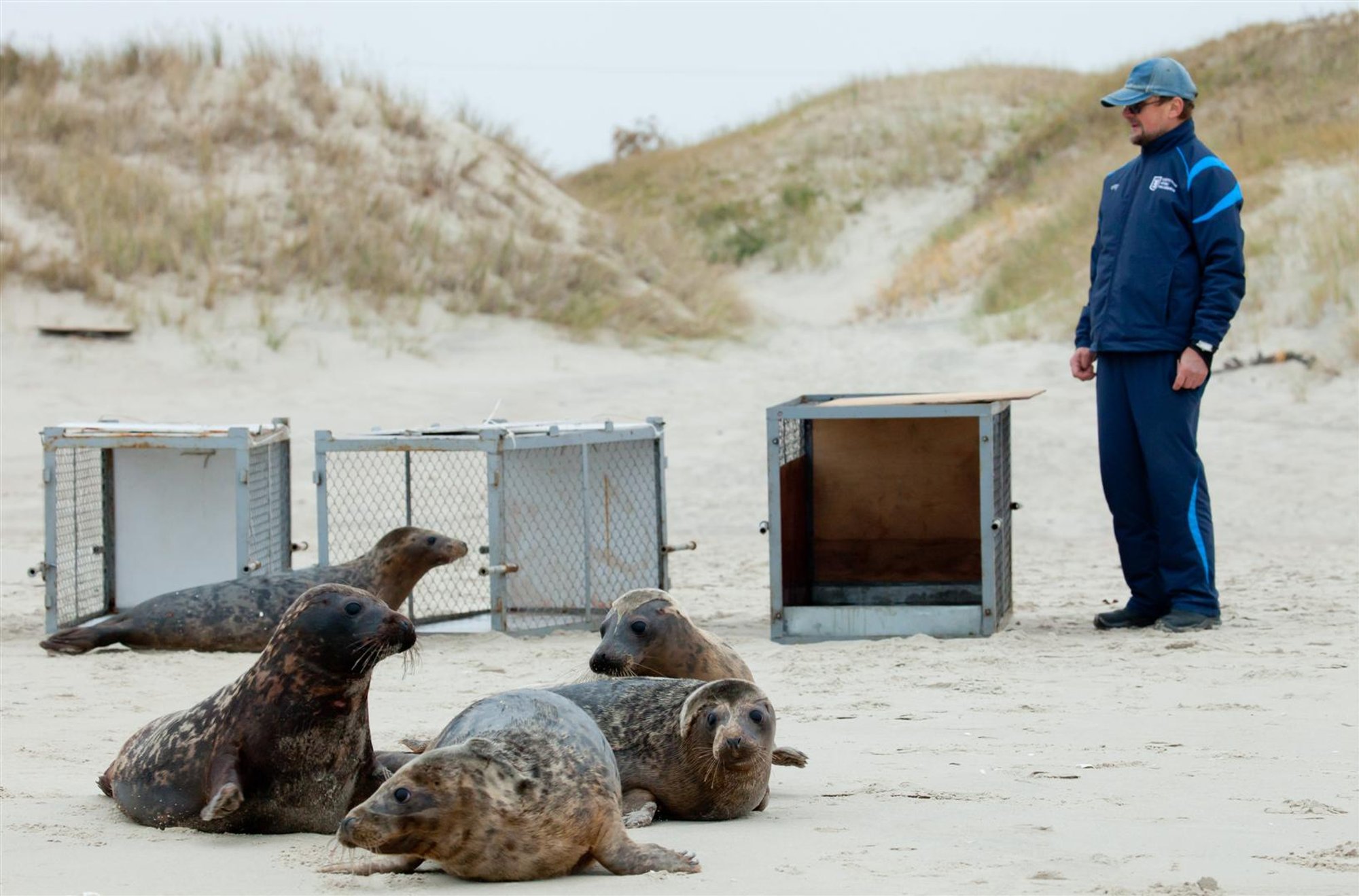 Jūrų muziejus paleido į jūrą devynis ruonius - Delfi grynas