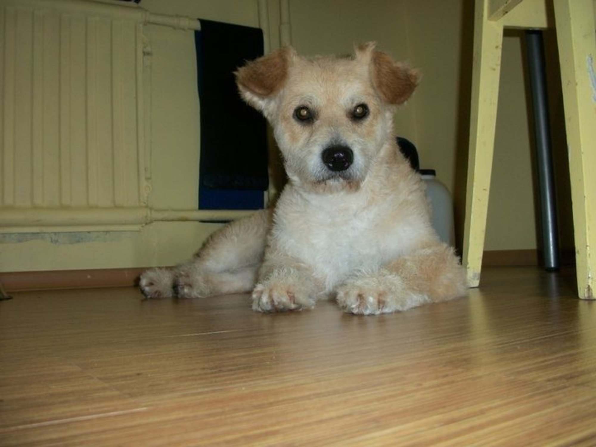 Ieškau namų. Kaip valkata virto terjeru - Delfi kartu