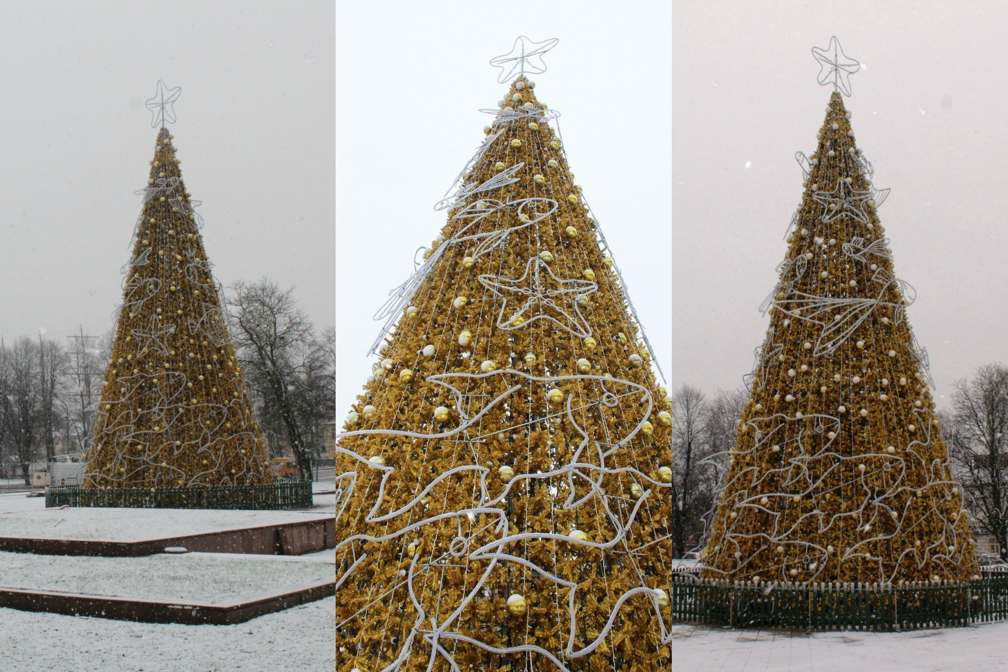 Už Klaipėdos eglės nuomą – įspūdinga suma - Delfi verslas