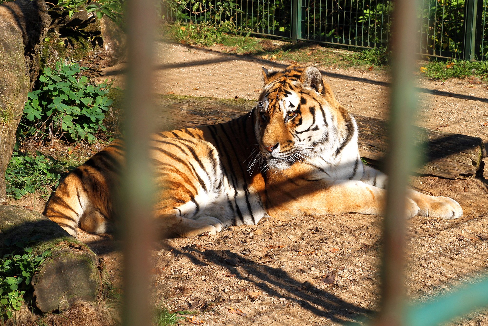Tigras sudraskė zoologijos sodo prižiūrėtoją - Delfi grynas