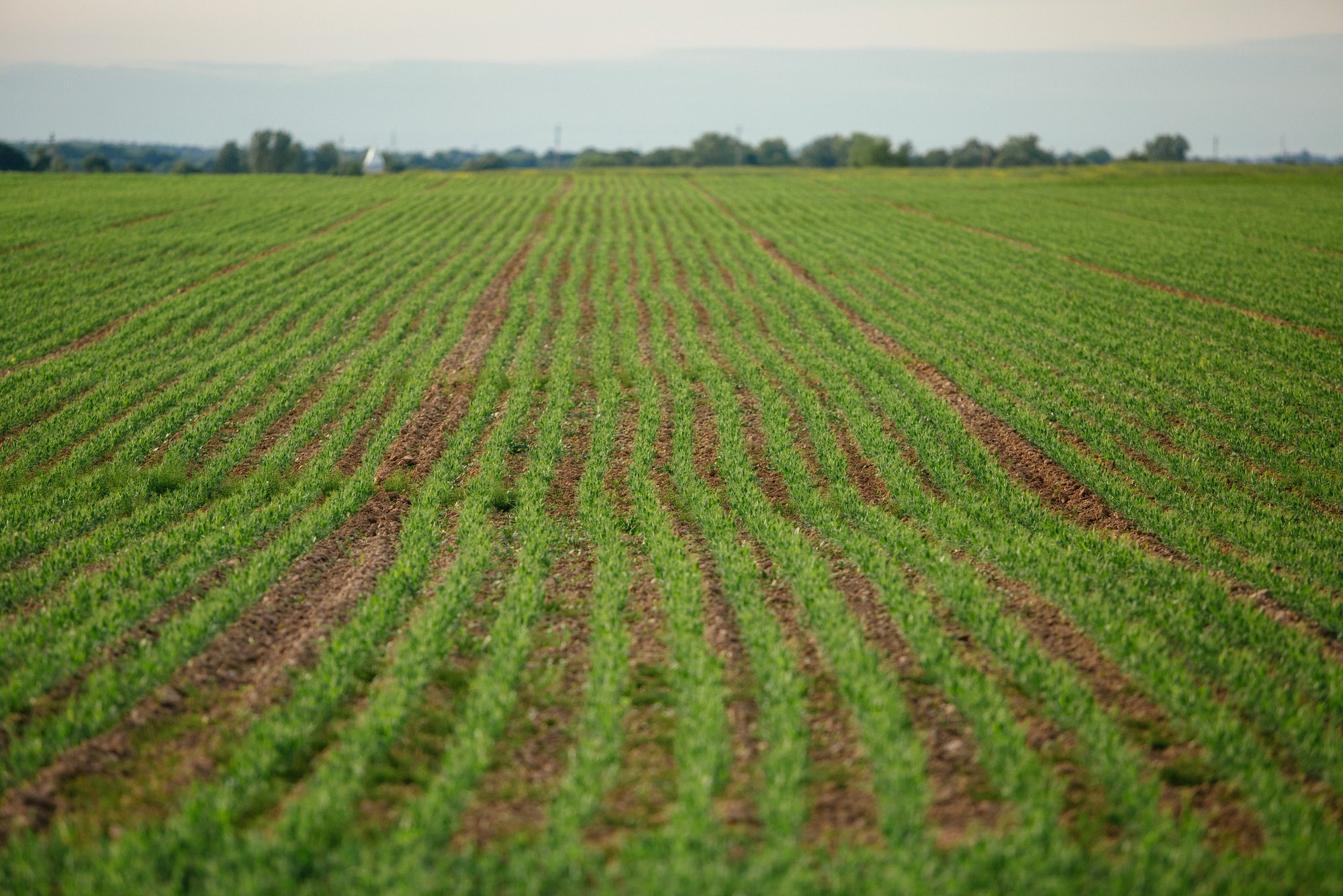 „Litagra“ dalijama į dvi bendroves, keičiasi jų vadovai - Delfi verslas