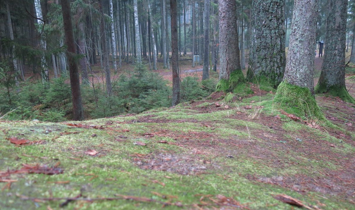 Area of Punia Forest Nature Reserve nearly doubled - Delfi EN