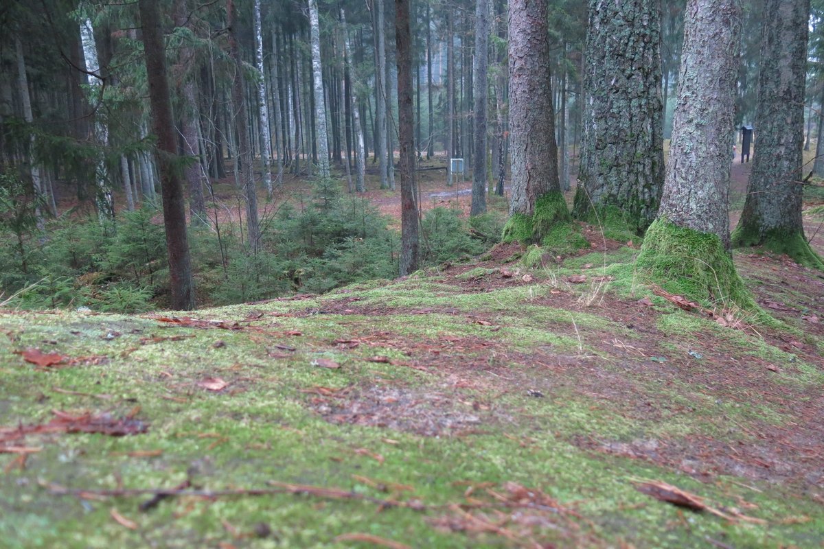 Area of Punia Forest Nature Reserve nearly doubled - Delfi EN