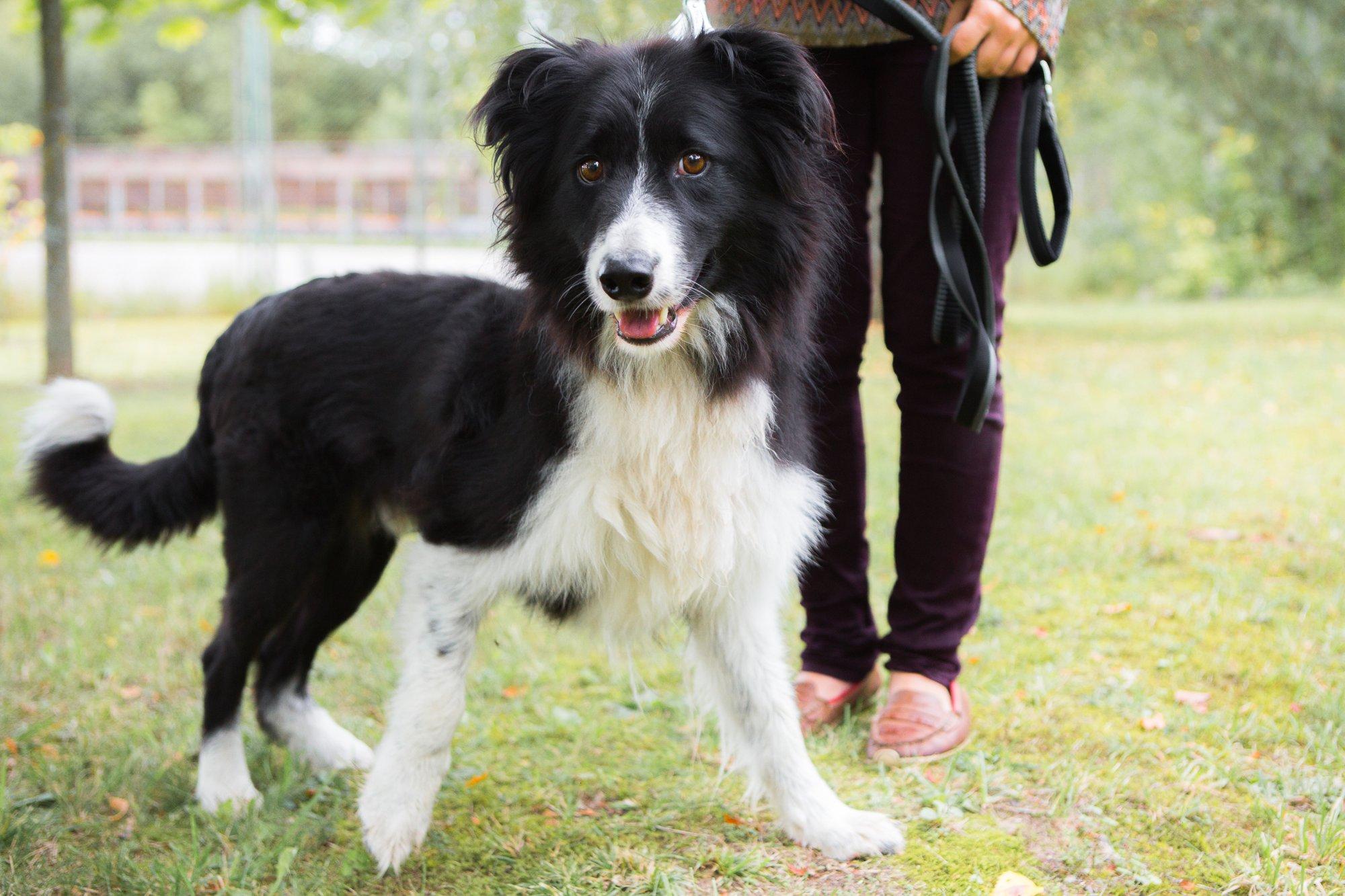 Juodai baltas šuo ieško namų - Letena.lt