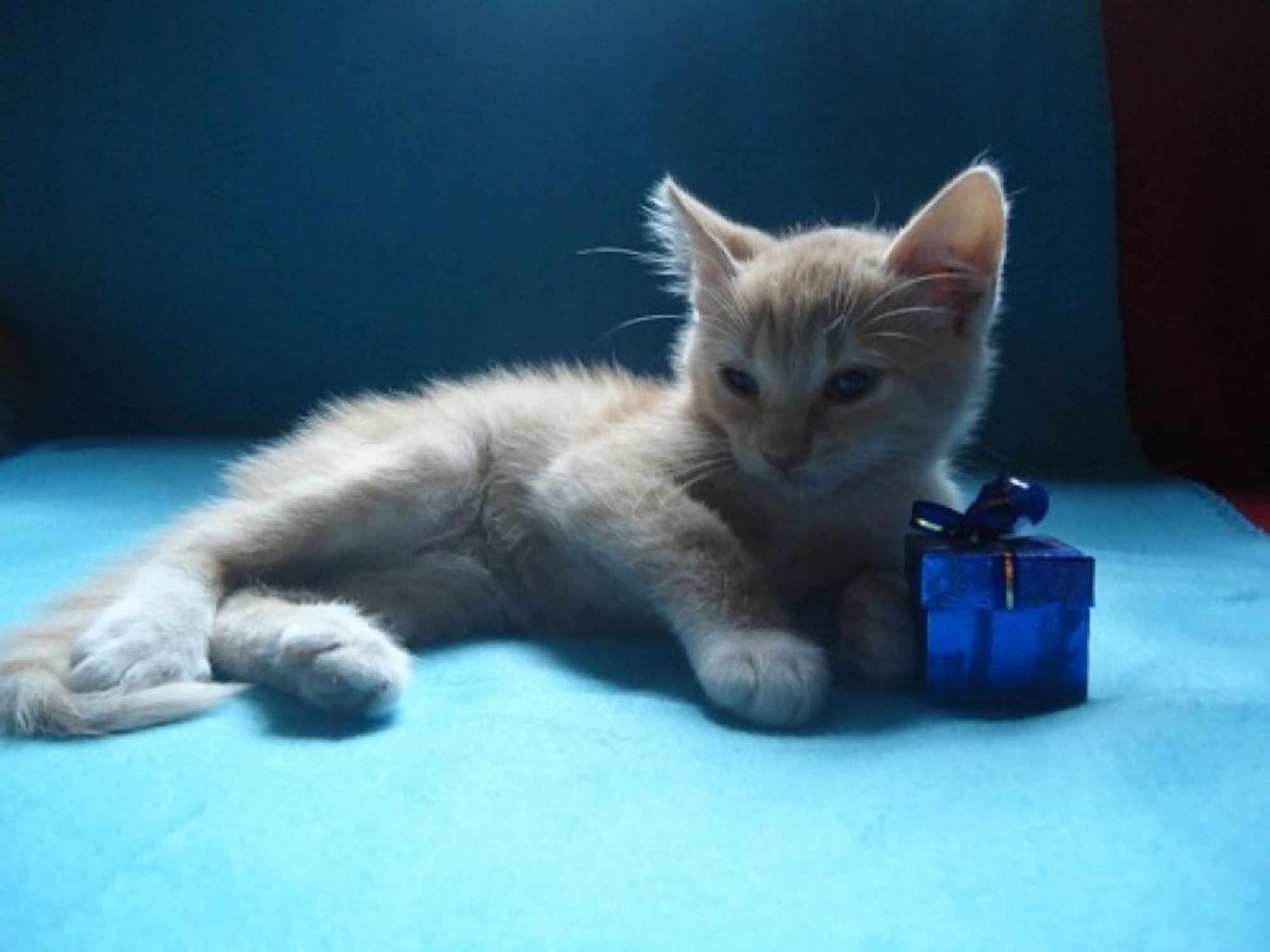 Du žavūs broliukai katinukai ieško namų - Delfi kartu