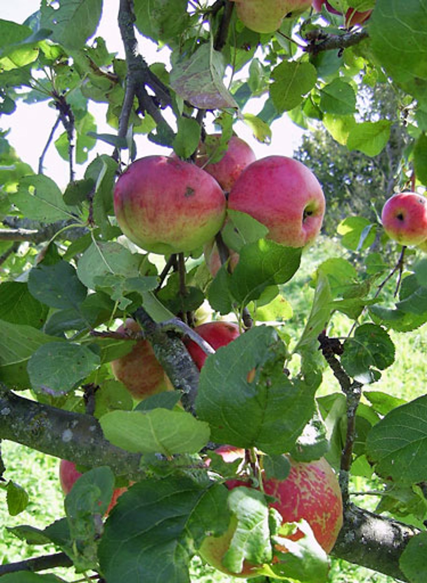 Dzūkijos soduose pūva obuoliai - Delfi agro