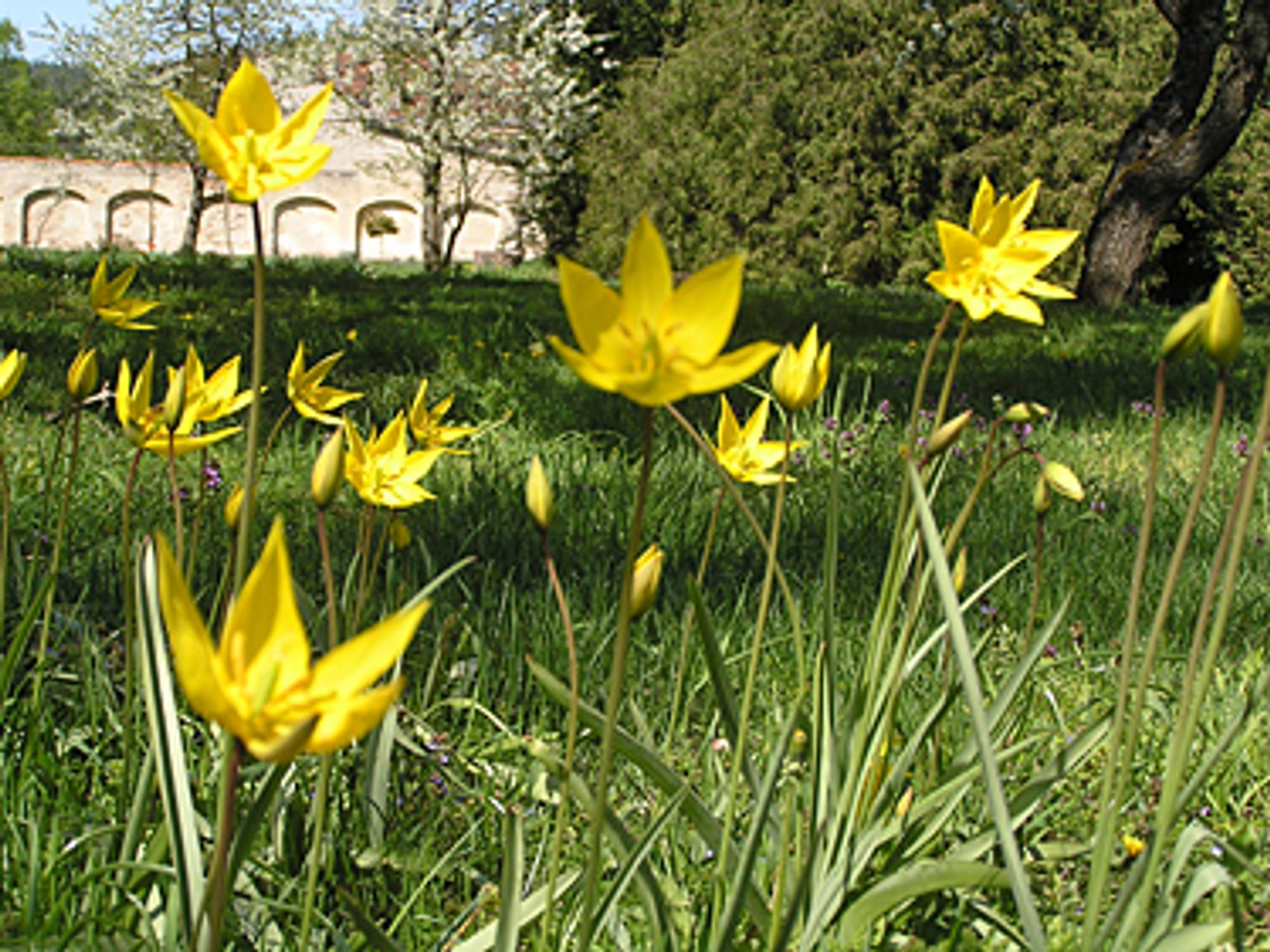 Žydinti veja - Delfi gyvenimas