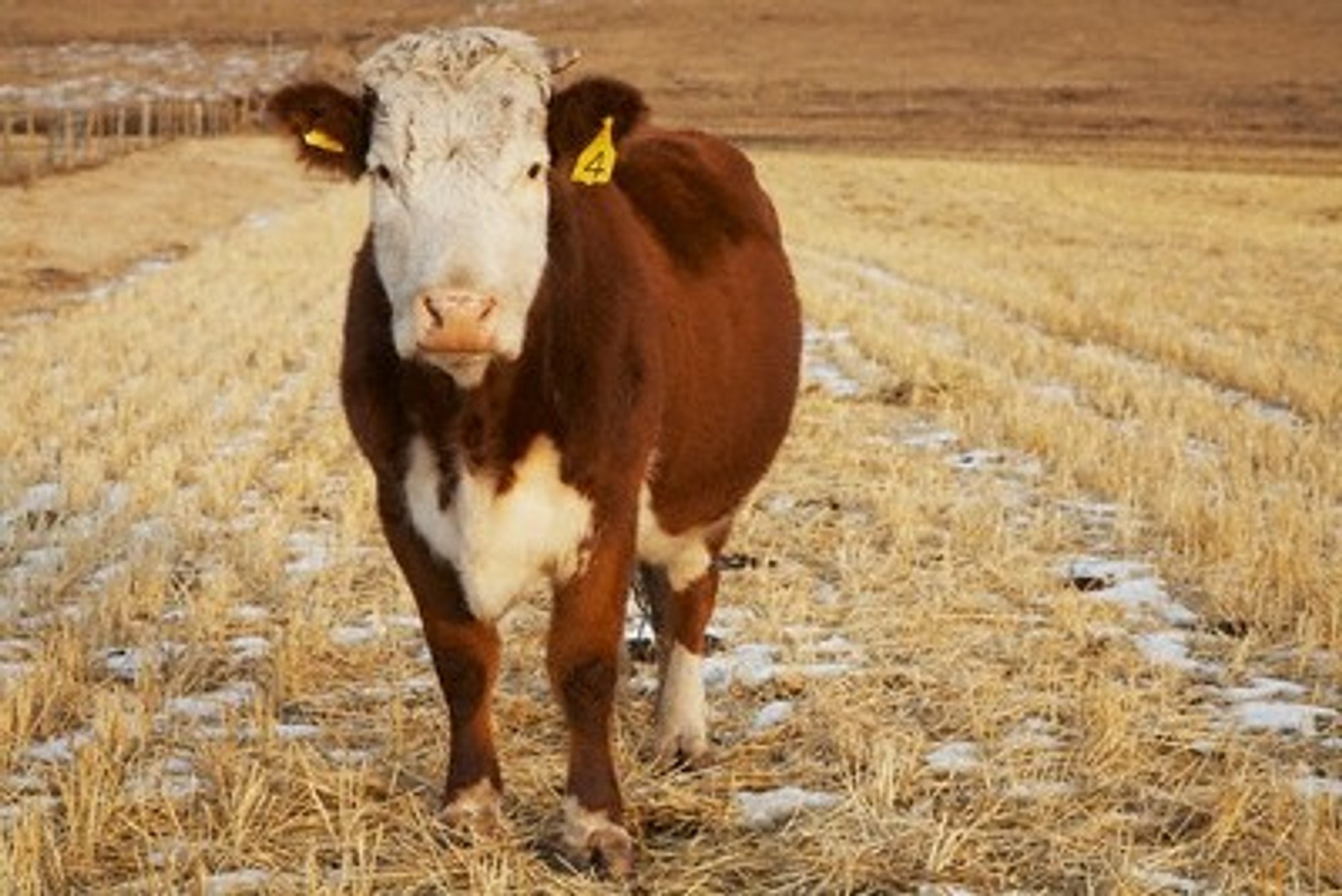 Lenkų pieno upės - skalsesnės - Delfi agro