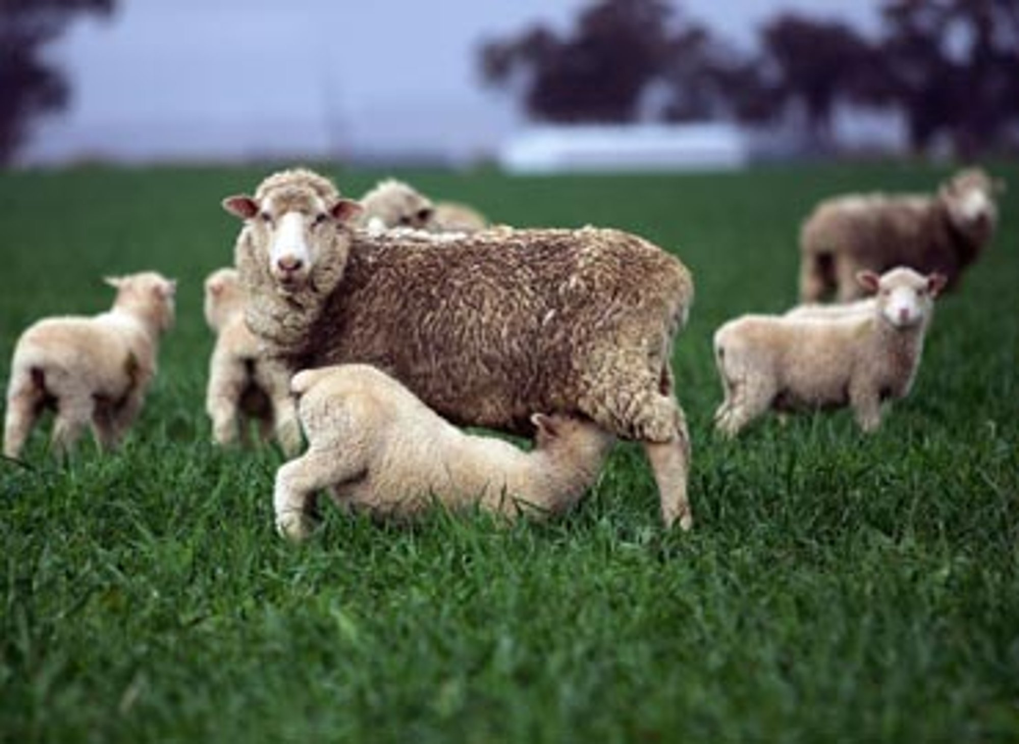 Lietuvos kaimuose kiaules keičia avys - Delfi agro