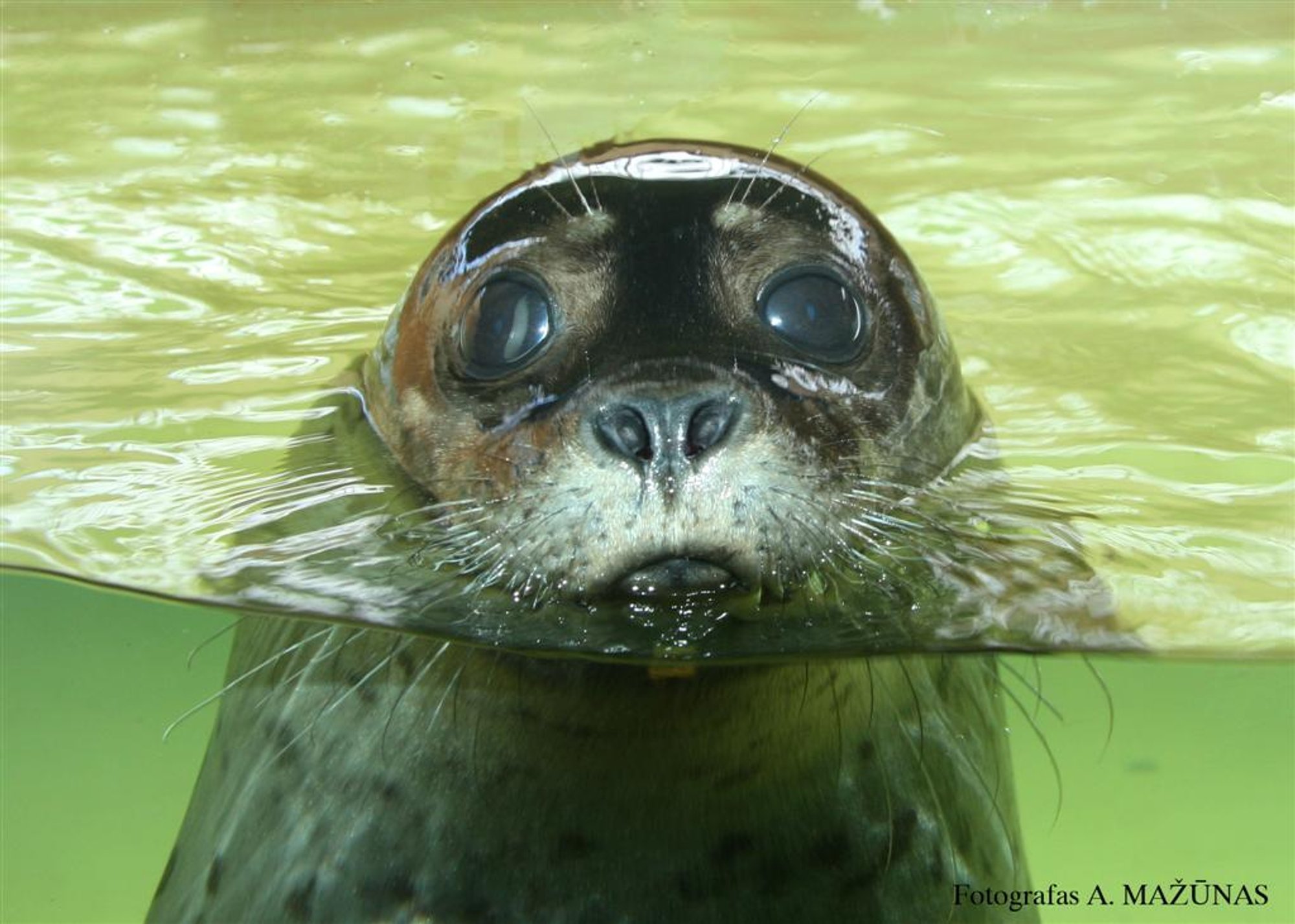 Jūrų muziejuje – pirmasis šiemet pakrantėje rastas ruoniukas - Delfi grynas