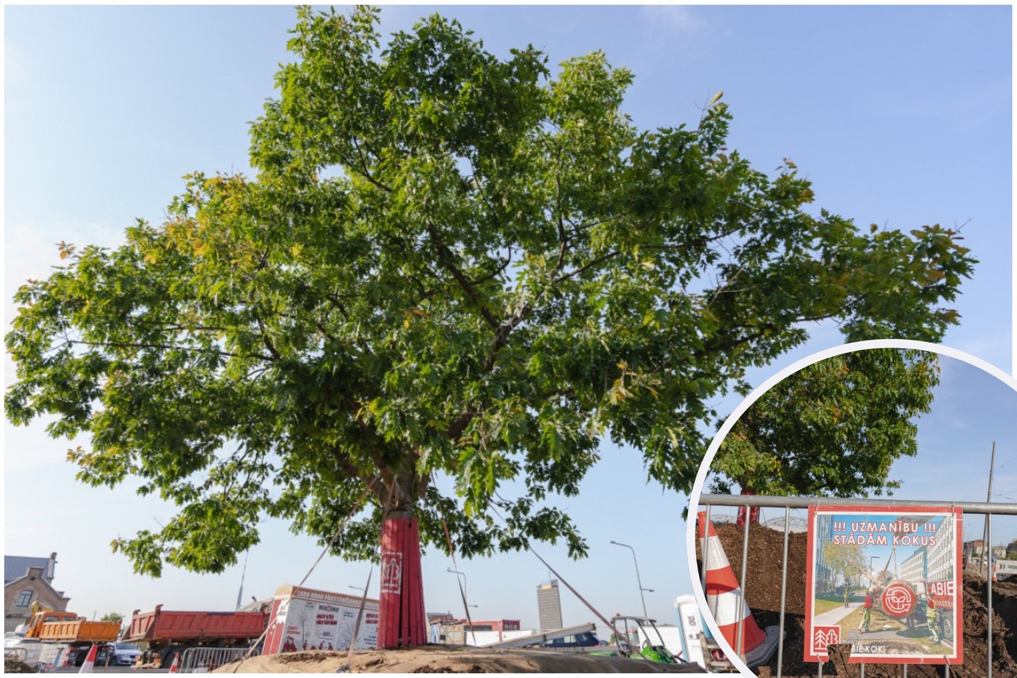 Yra ko pasimokyti: Rygoje išsaugotas retas raudonasis ąžuolas - Delfi ...