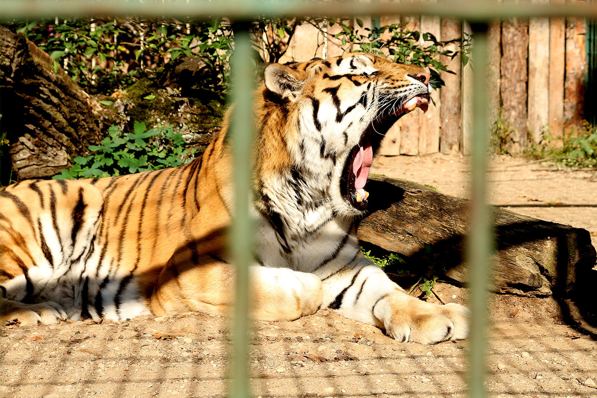 Paskubėkite į nemokamas Lietuvos zoologijos sodo ekskursijas - Delfi ...