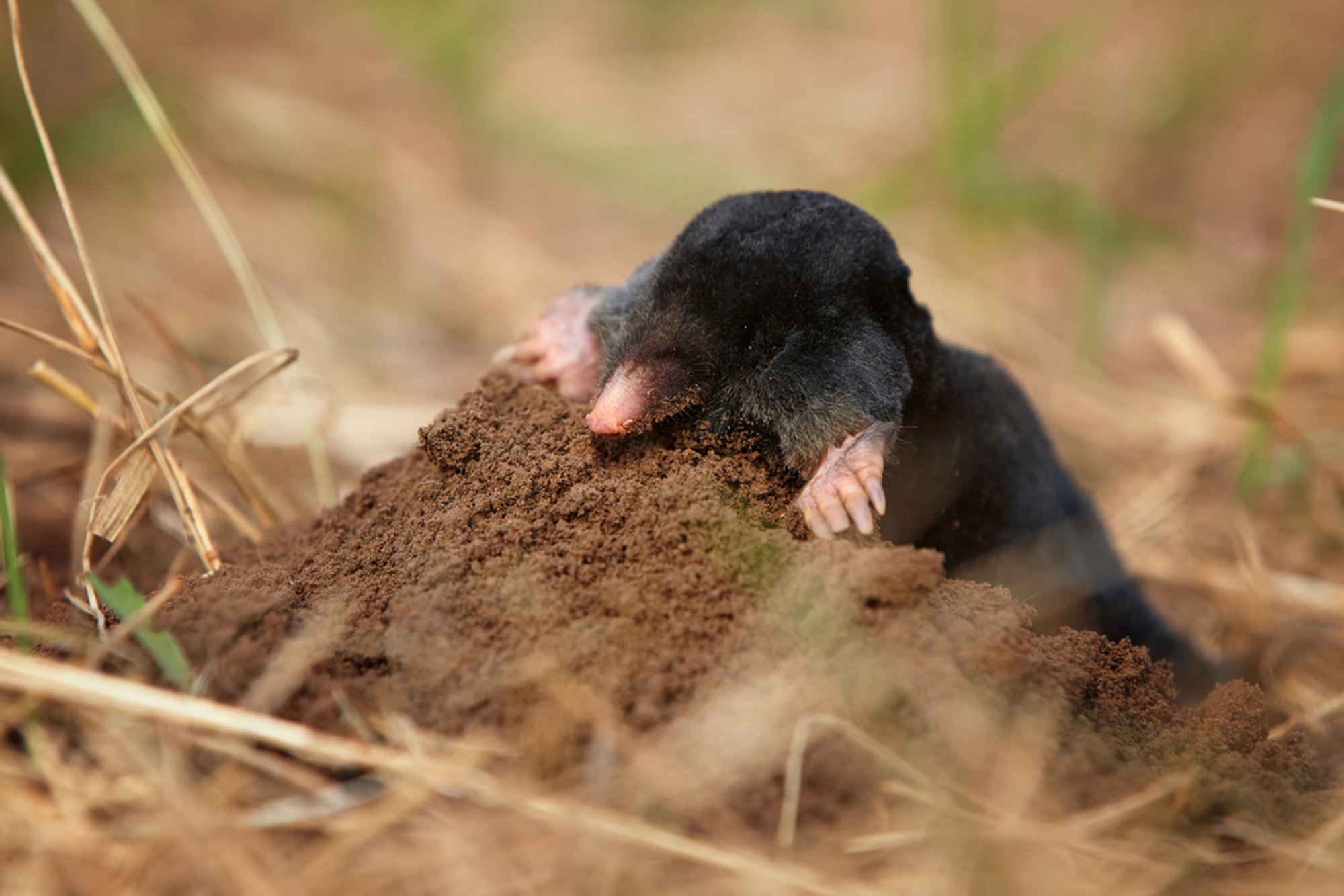 Nenorintiems gyventi su kurmiais gamtininkas patarė, ką galima padaryti ...