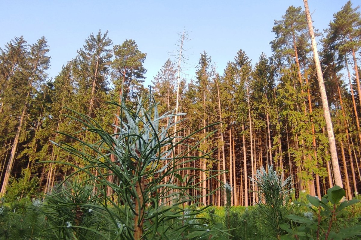 Akcijos „Medžiotojas ir medelis“ metu apsaugota apie 400 tūkst. medelių ...