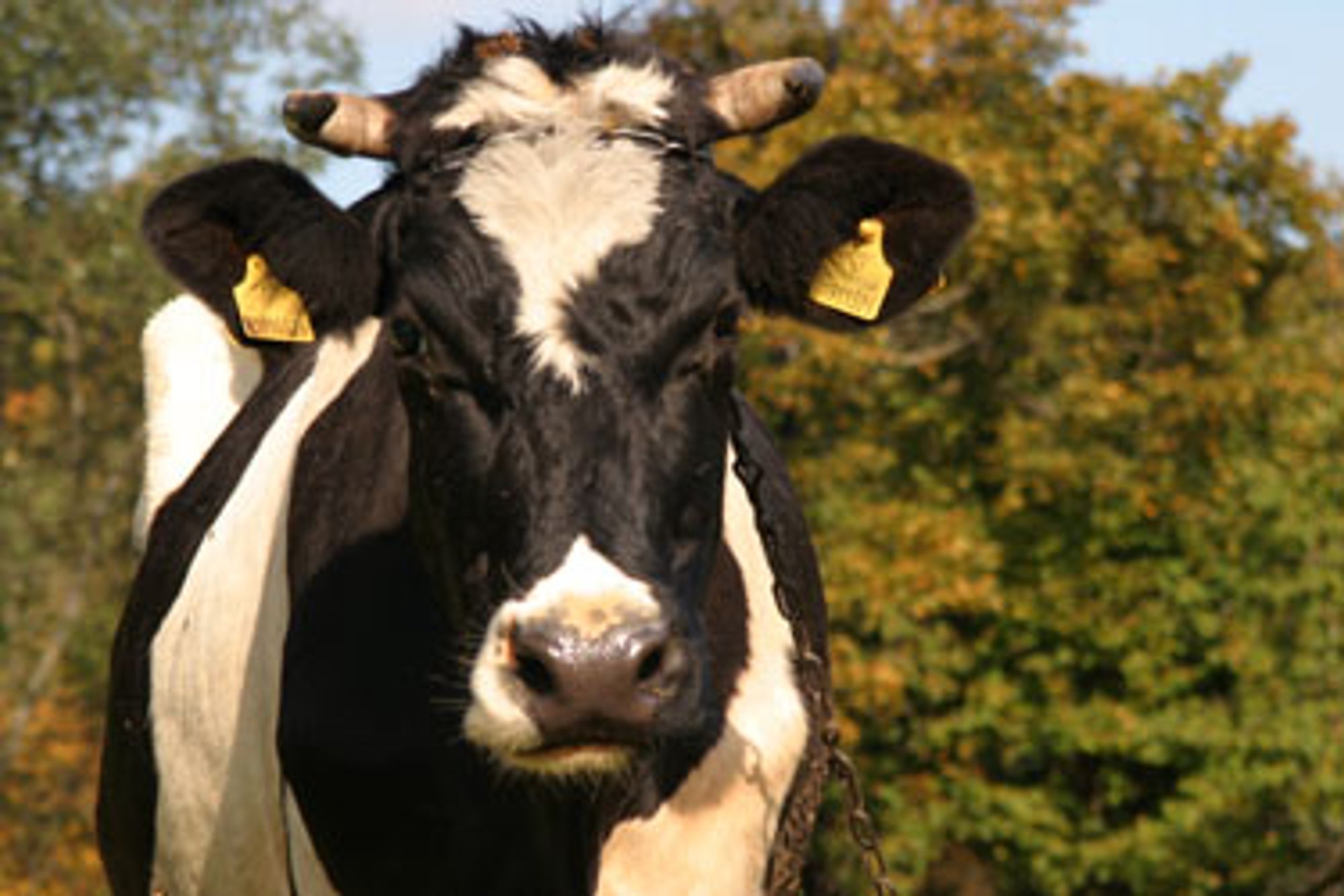 Randama spraga parduoti netirtus galvijus - Delfi agro