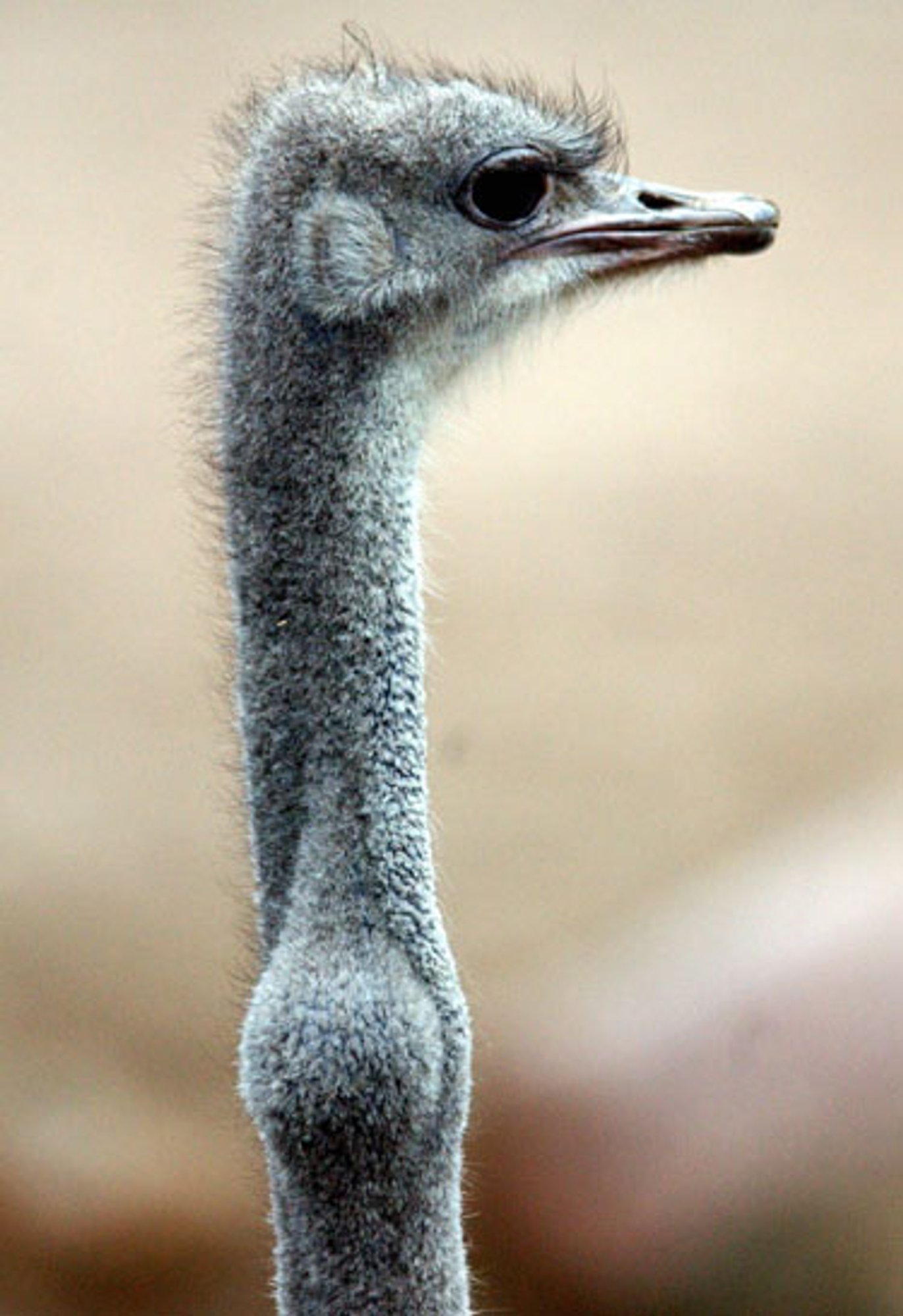 Kauno rajone - didelis stručių genetikos centras - Delfi verslas