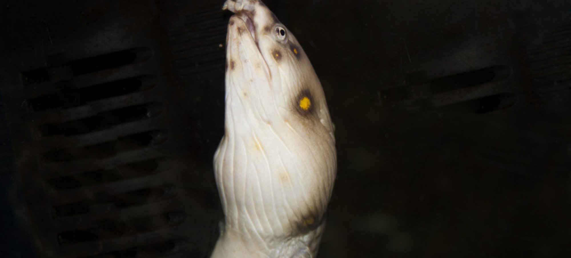 Žuvys, kurių sutikti tikrai nenorėtumėte: vien išgirdus pavadinimą ...