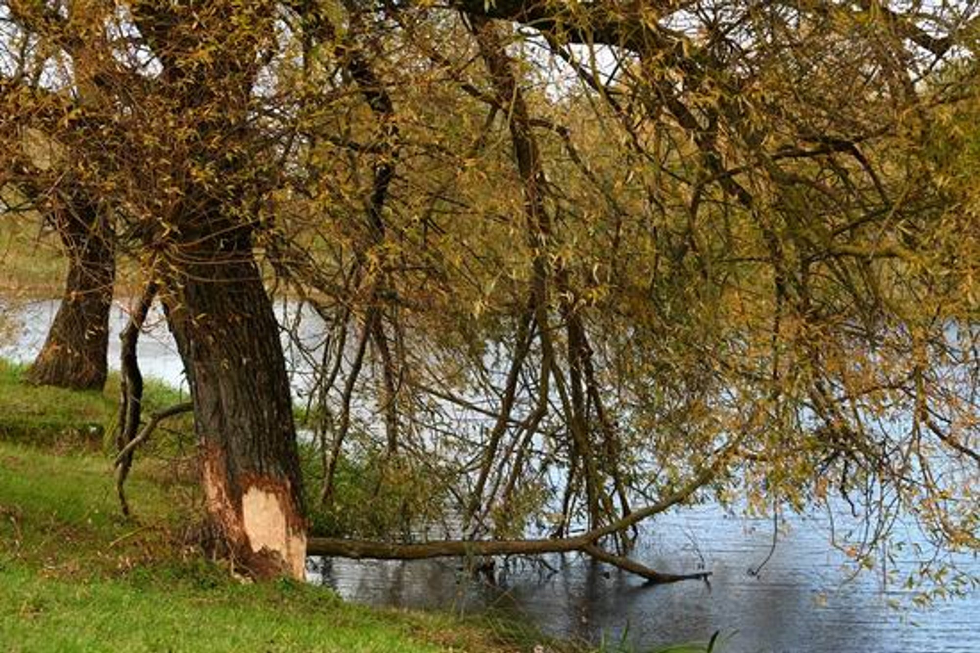 Miesto centre siaučia bebrai – atbaidančios priemonės nepadėjo, svarsto ...