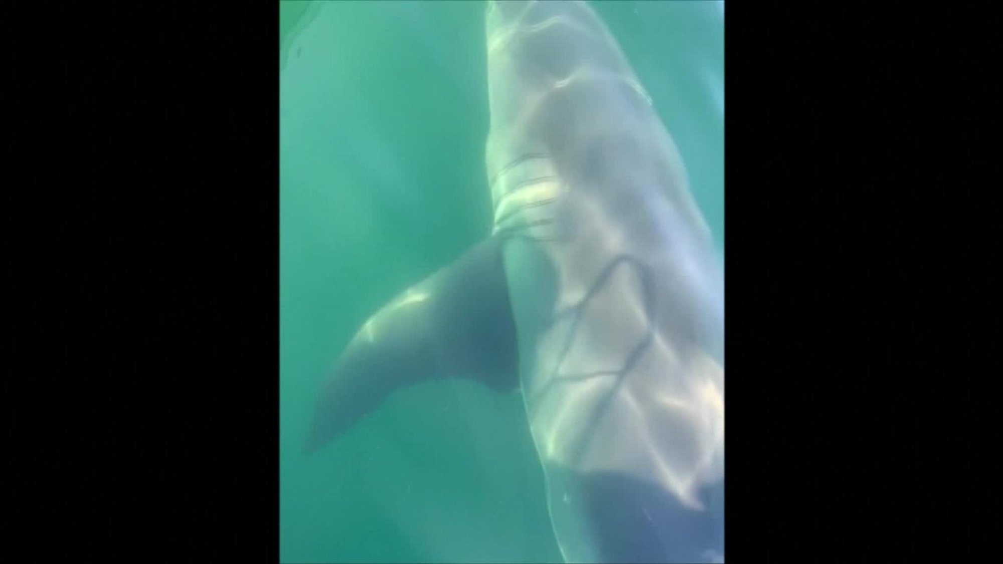 Didysis baltasis ryklys kaip reikiant išgąsdino laivu plaukusią šeimą ...