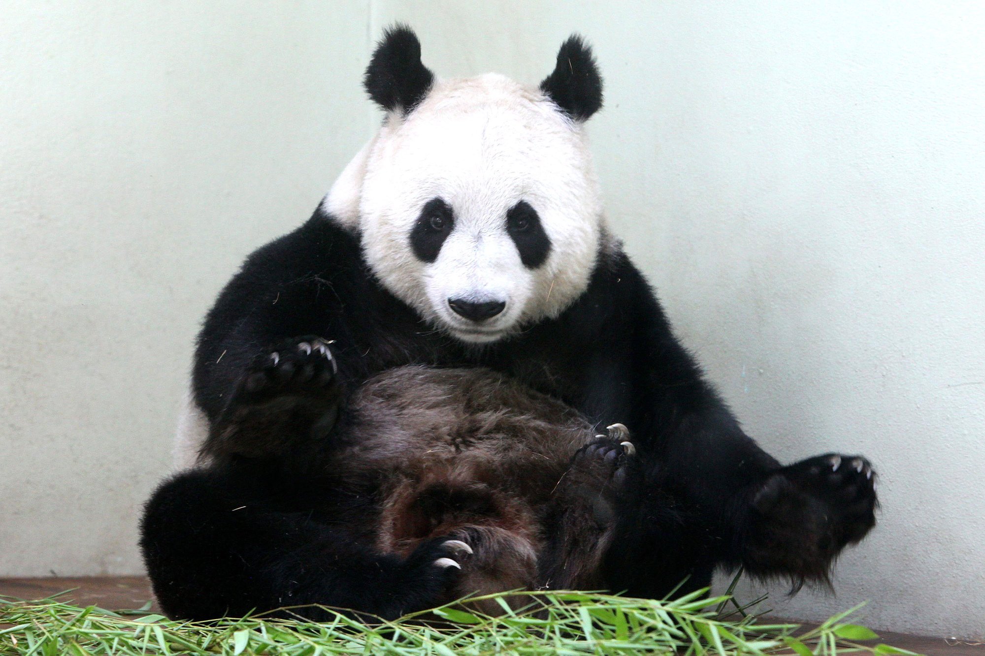 Kinijoje didžioji panda atsivedė dvynukes - Delfi grynas