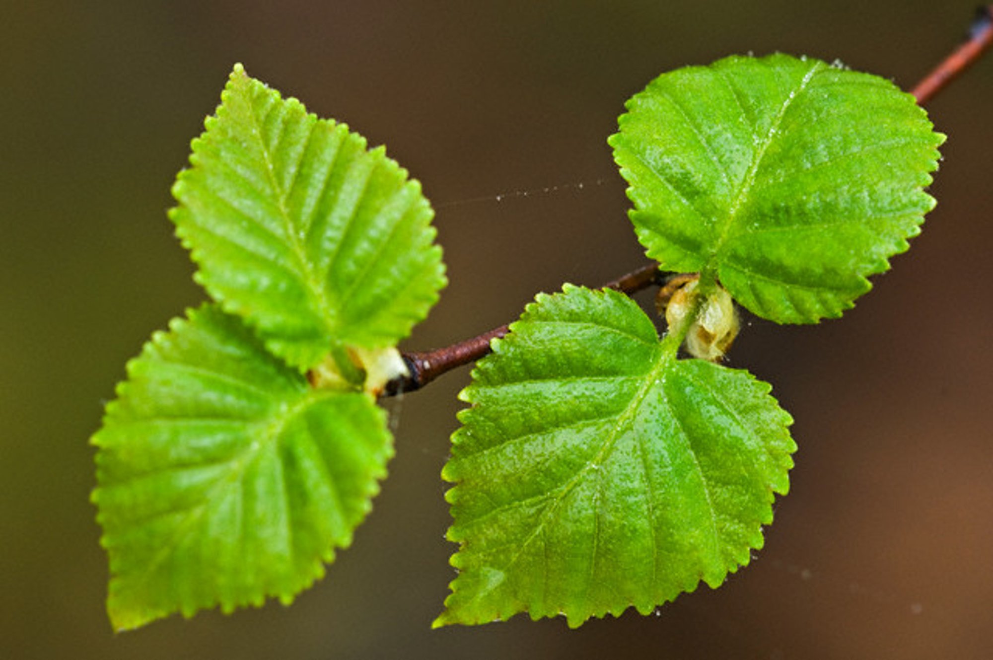 Ar žinai... Sąnarius gydo beržo lapai - Delfi