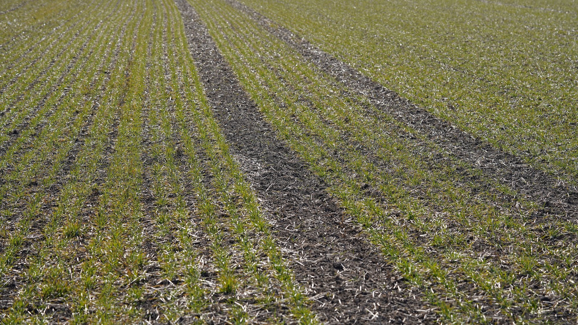Biologinis azotas augalams. Kuo jis naudingas? - Delfi užsakomasis turinys
