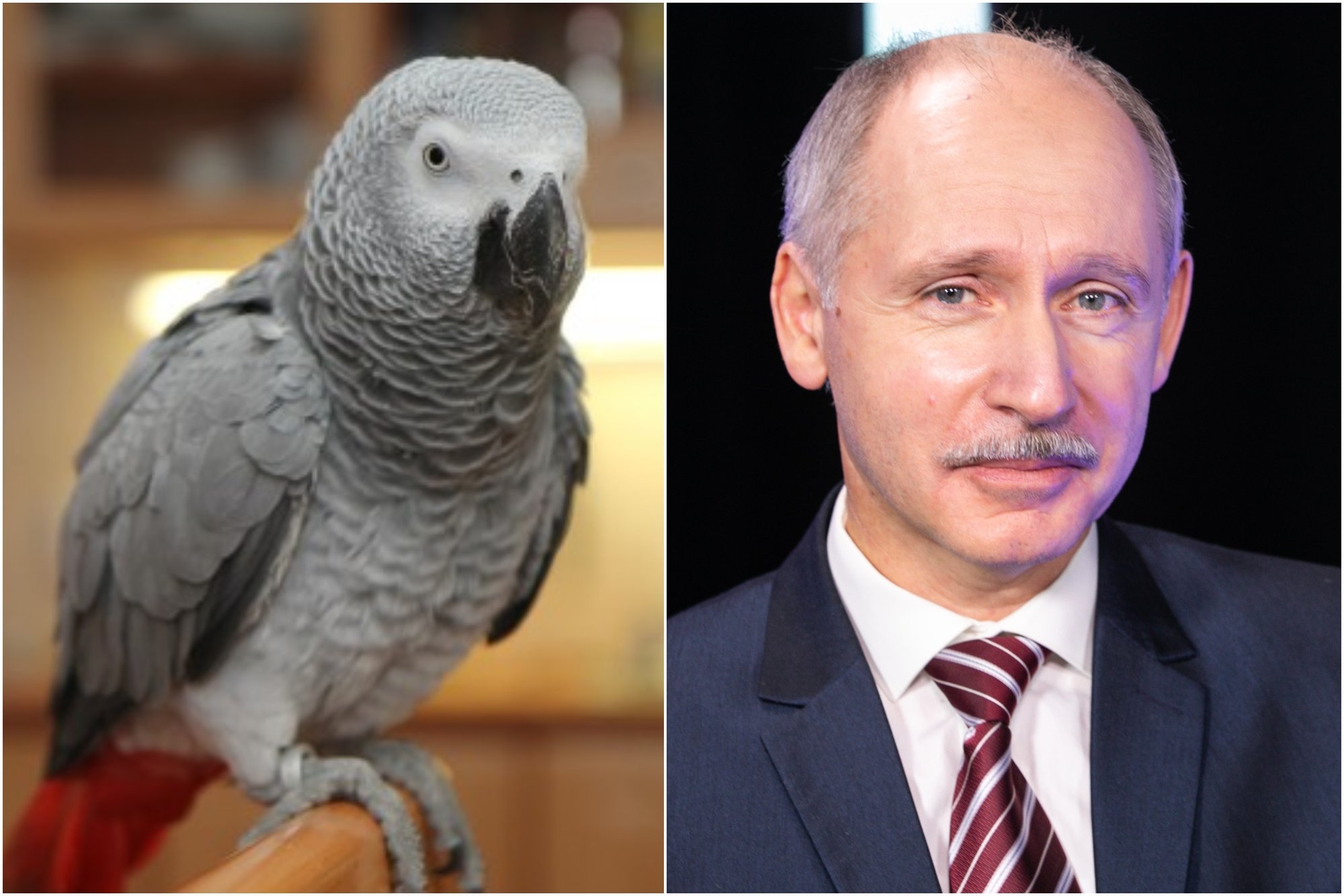 Gydytojas įspėja papūgų ir kitų paukštelių mylėtojus: glaudus ryšys su ...