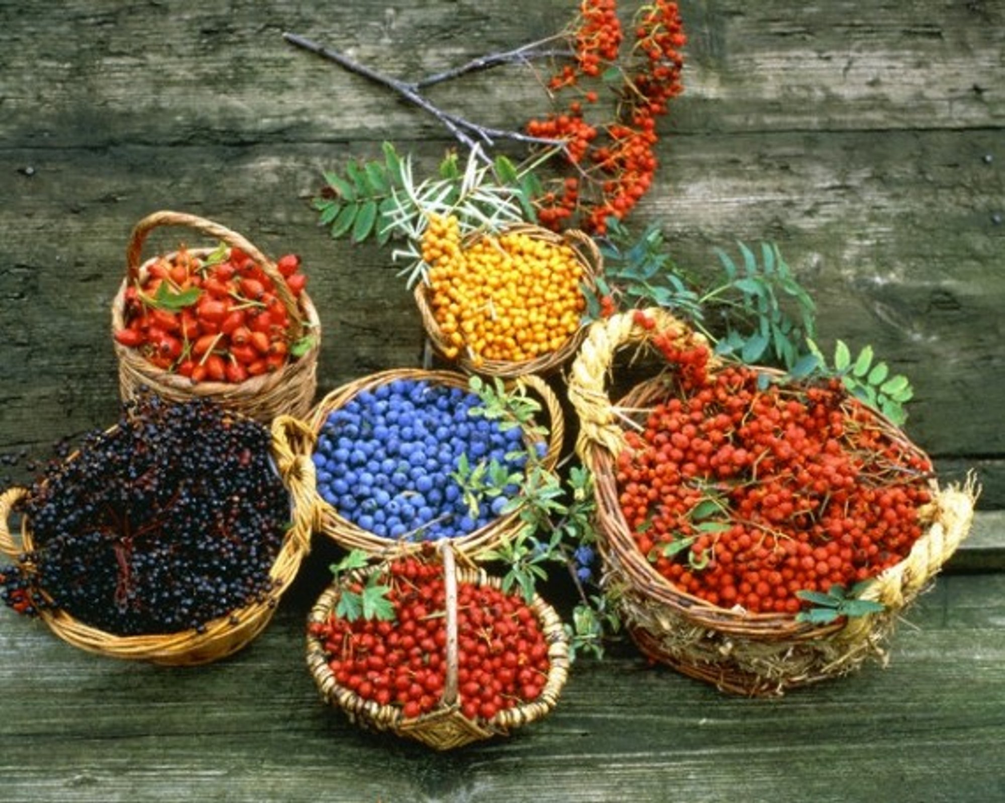 Aronijos - ne itin skanios, bet vertingos - Delfi gyvenimas