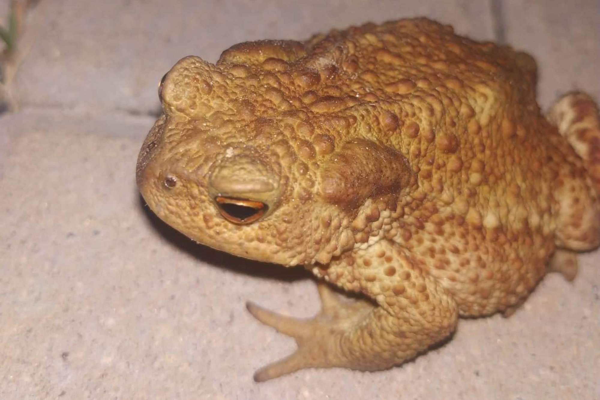 Skaitytojo klausimas: kokia tai rupūžė? - Delfi grynas