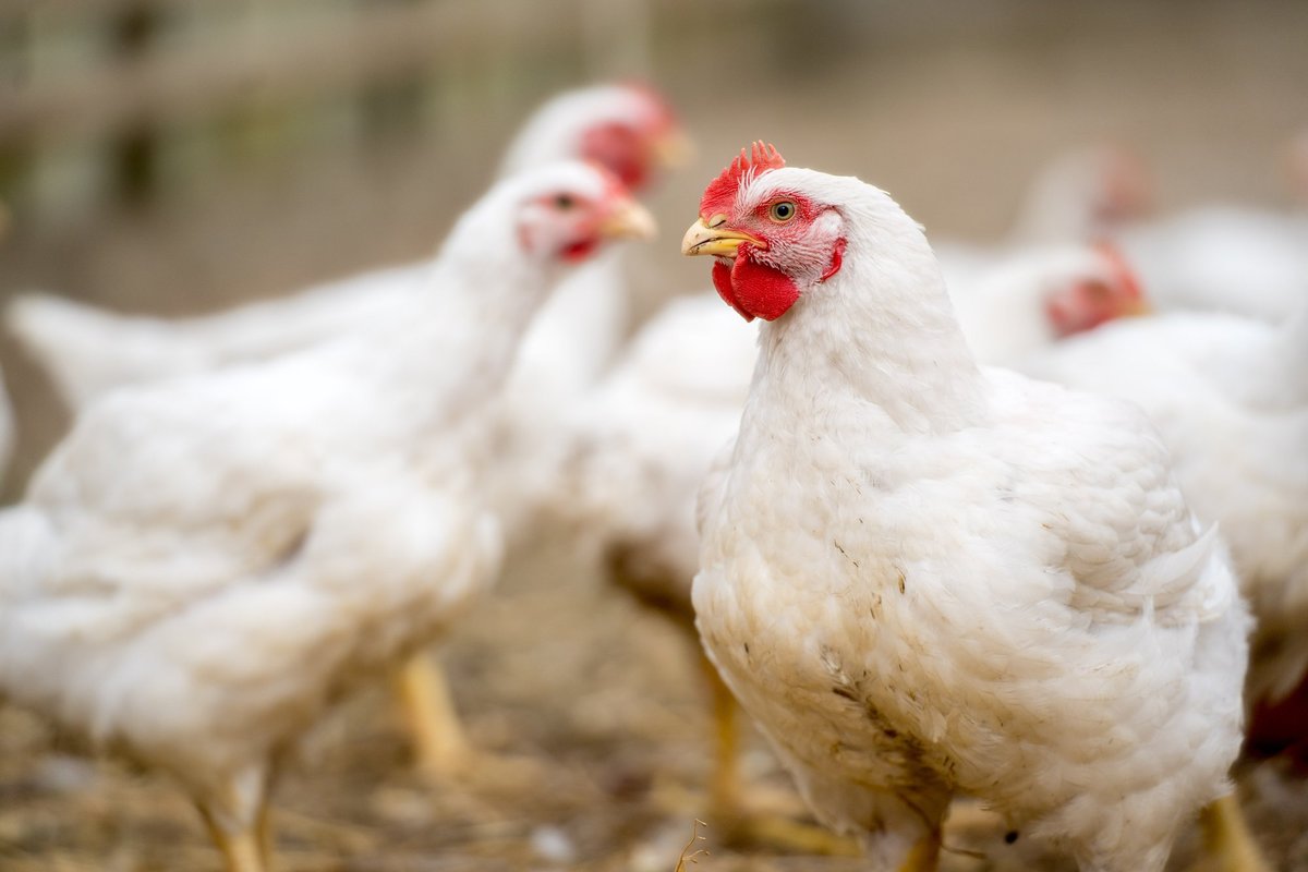 Bird flu outbreak confirmed in Lithuanian poultry farm - Delfi EN