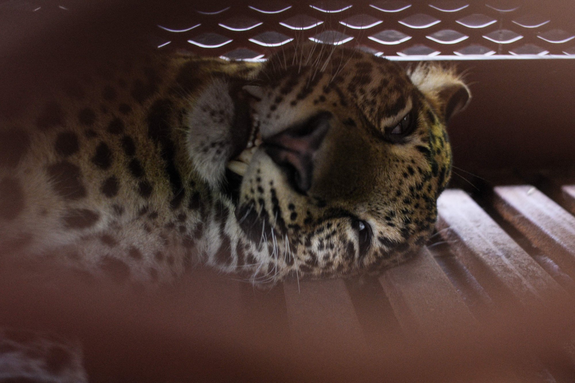 Į viešbutį Indonezijoje atklydo leopardas - Delfi