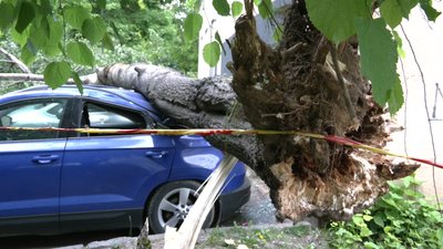 Vilniuje nuvirtęs medis apgadino tris automobilius - Delfi